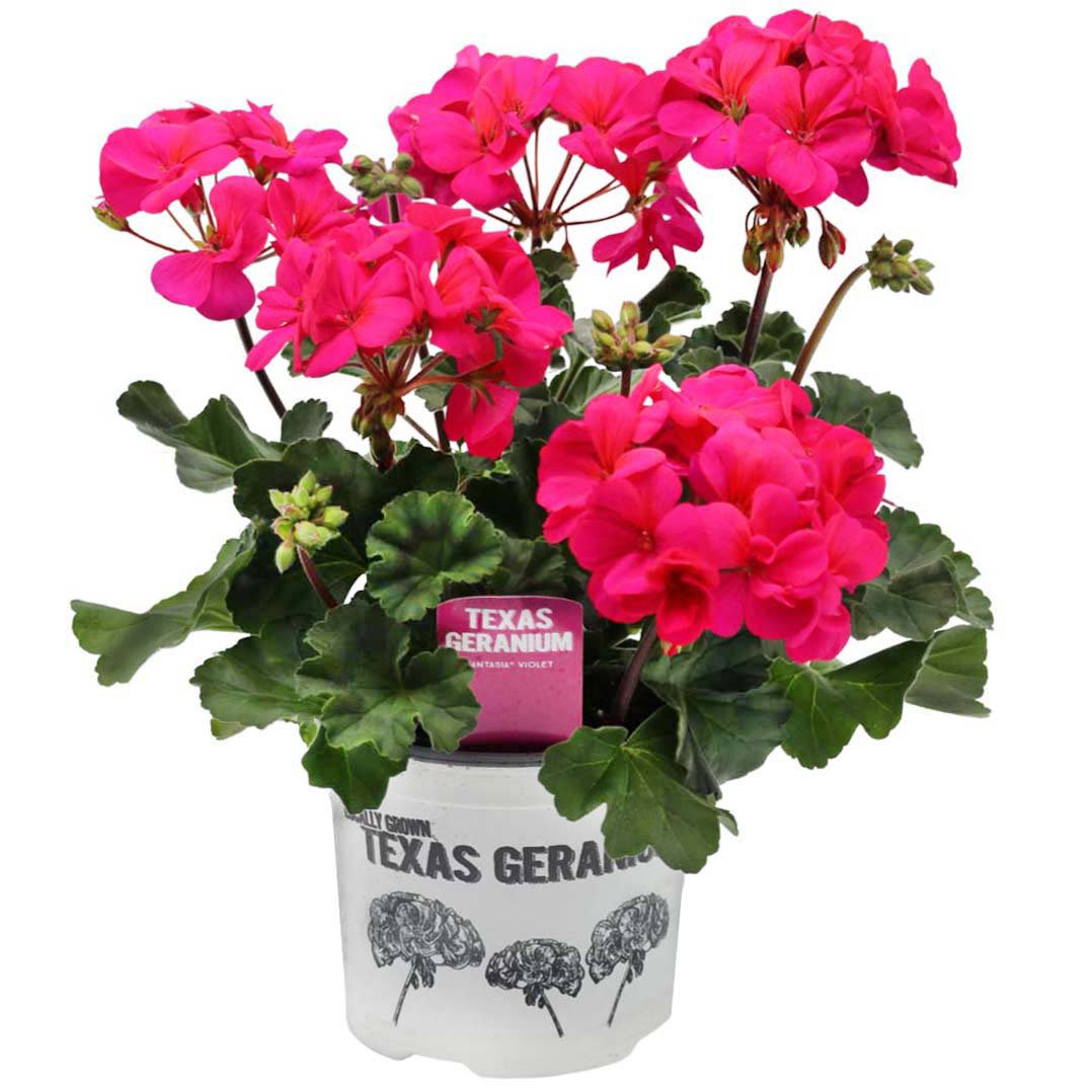 Spring Creek Growers Texas Geranium Fantasia Violet Potted Plant - Shop ...