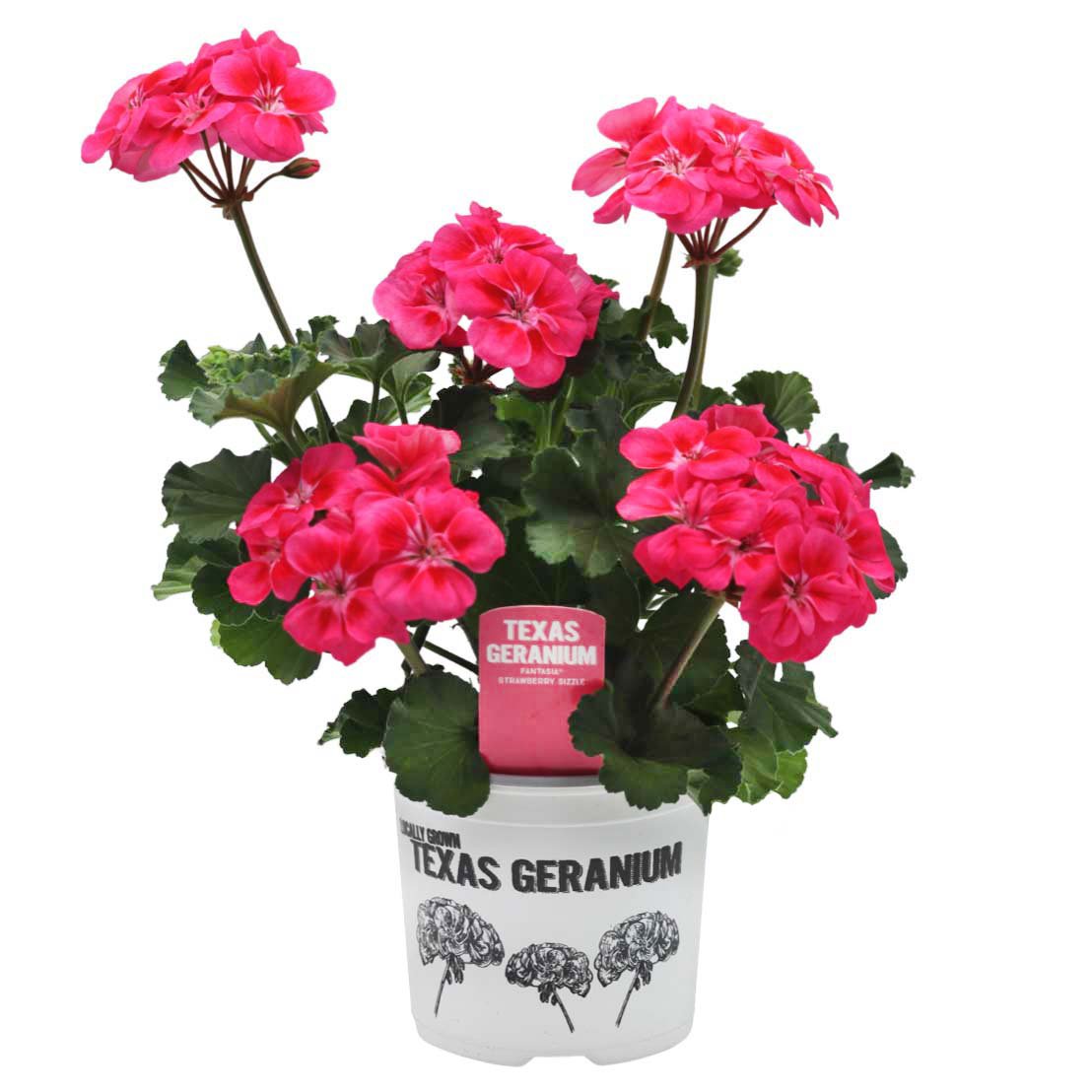 Spring Creek Growers Fantasia Strawberry Sizzle Texas Geranium Potted ...