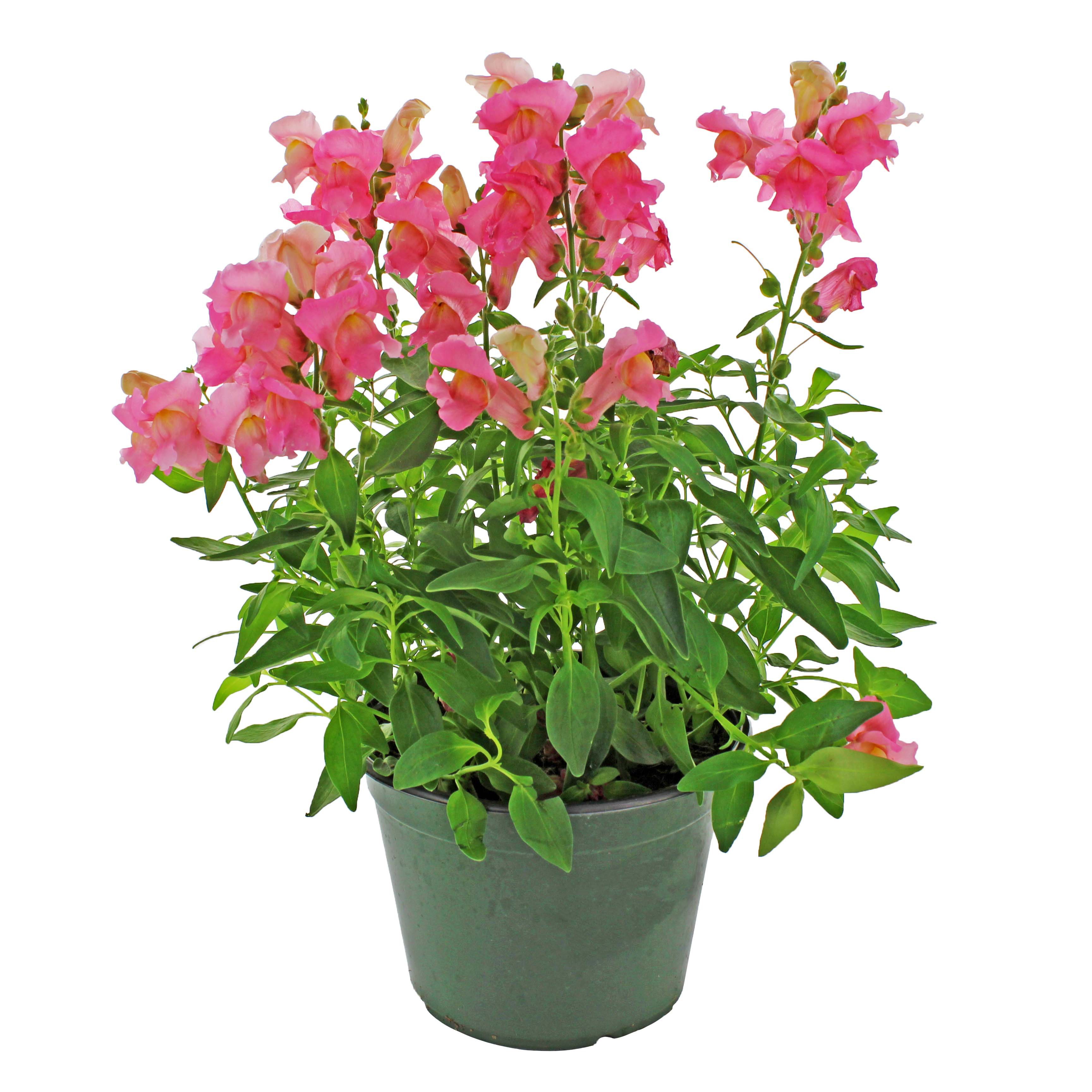 H-E-B Texas Roots Snapdragon - Shop Potted plants at H-E-B