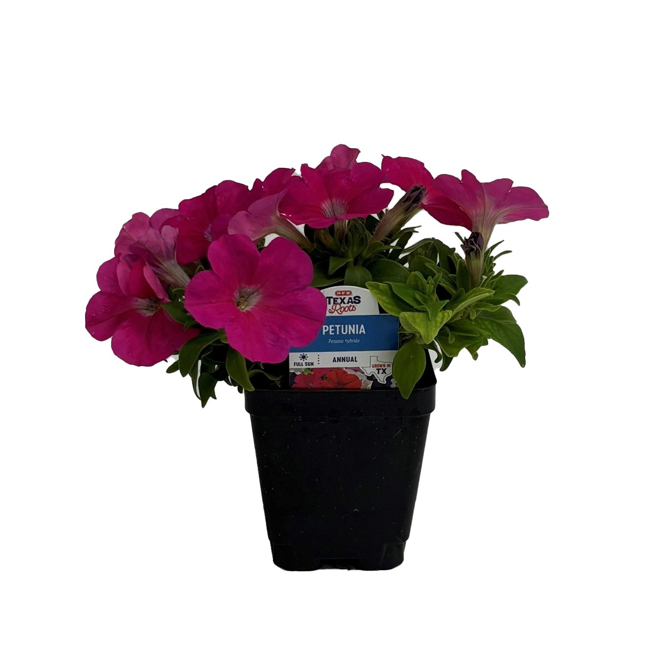 H-E-B Texas Roots Petunia - Shop Patio & Outdoor at H-E-B