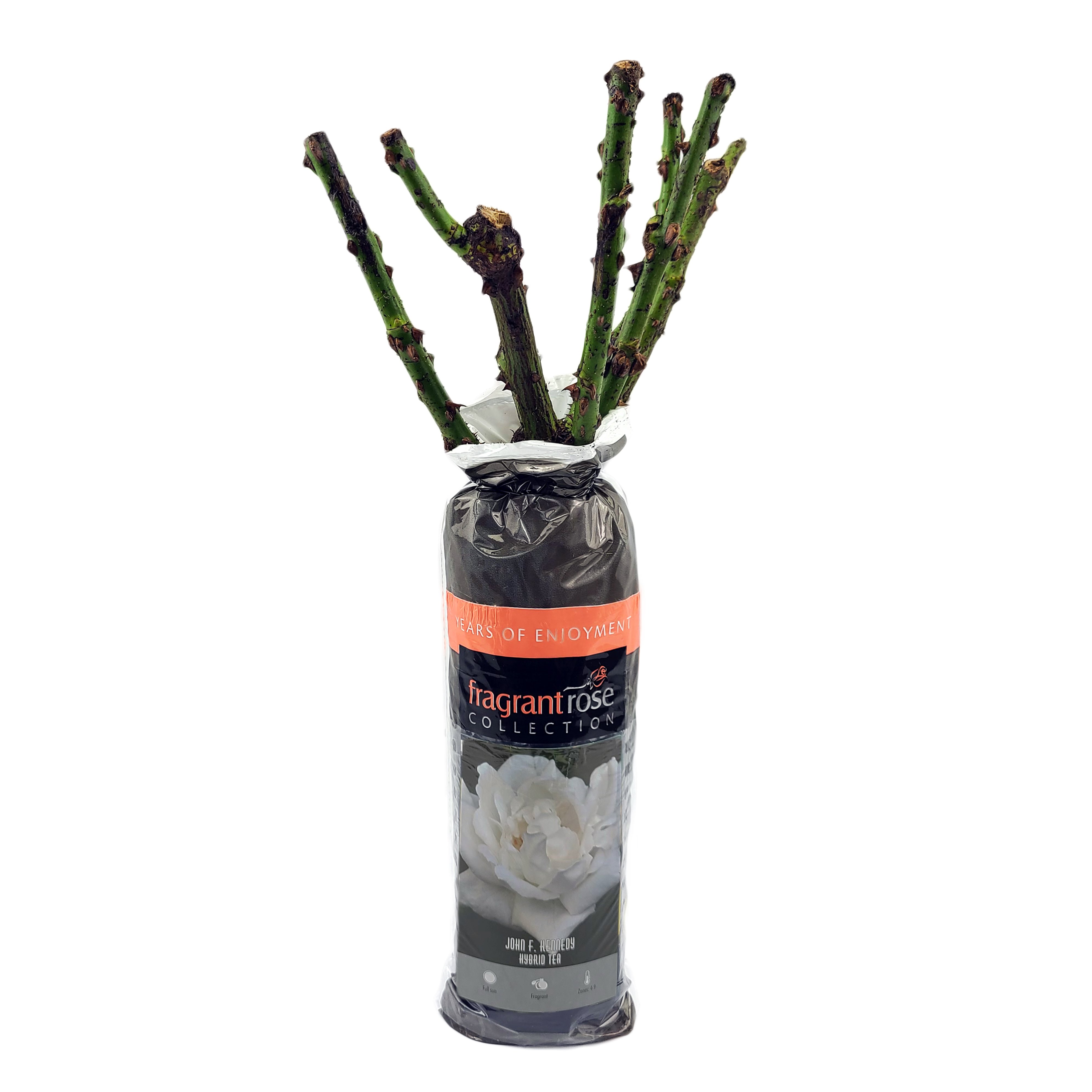 Certified Roses Pascali Hybrid Tea White Fragrant Rose - Shop Potted ...