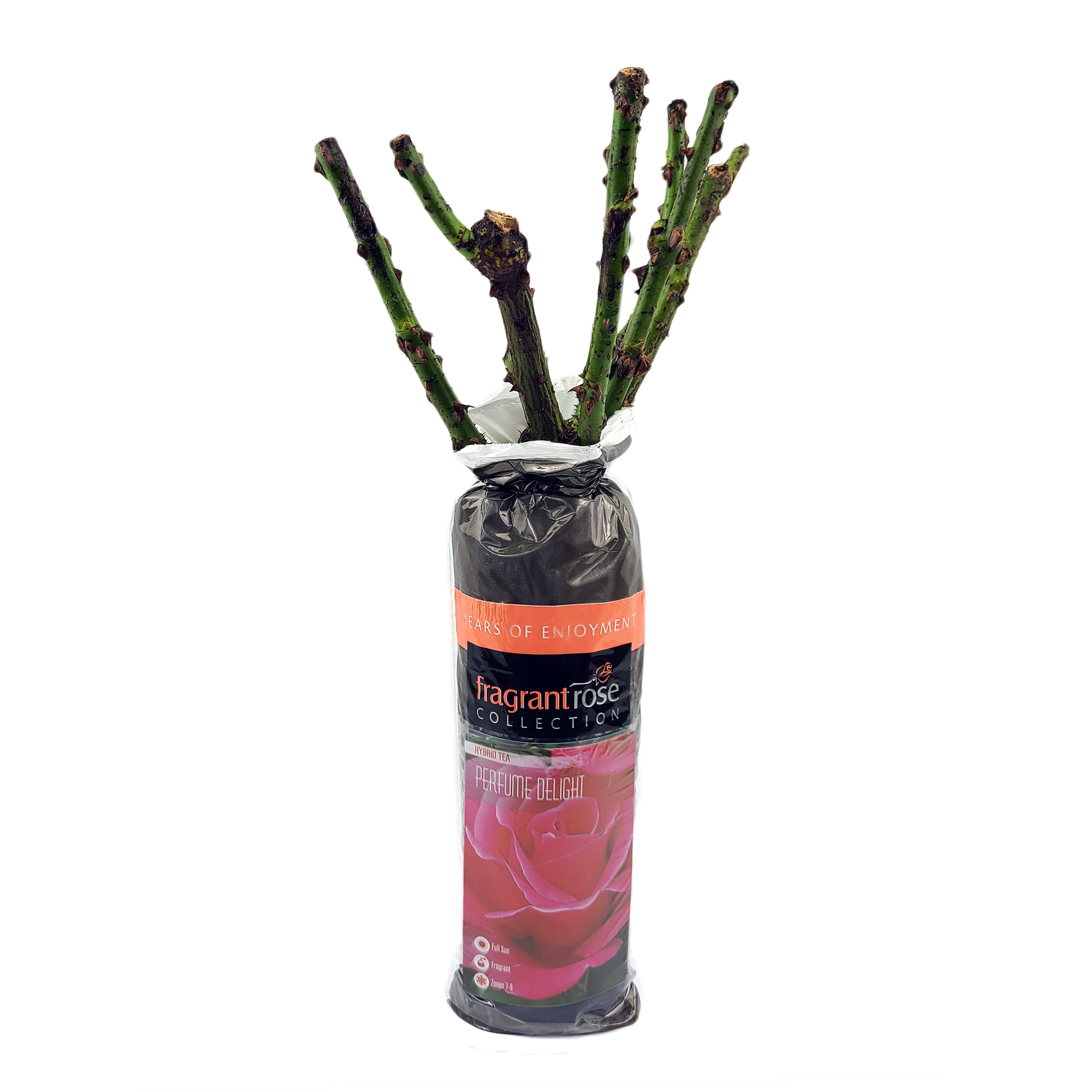 Fragrant Rose Melbil Hybrid Tea Pink Peace Fragrant Rose - Shop Potted ...