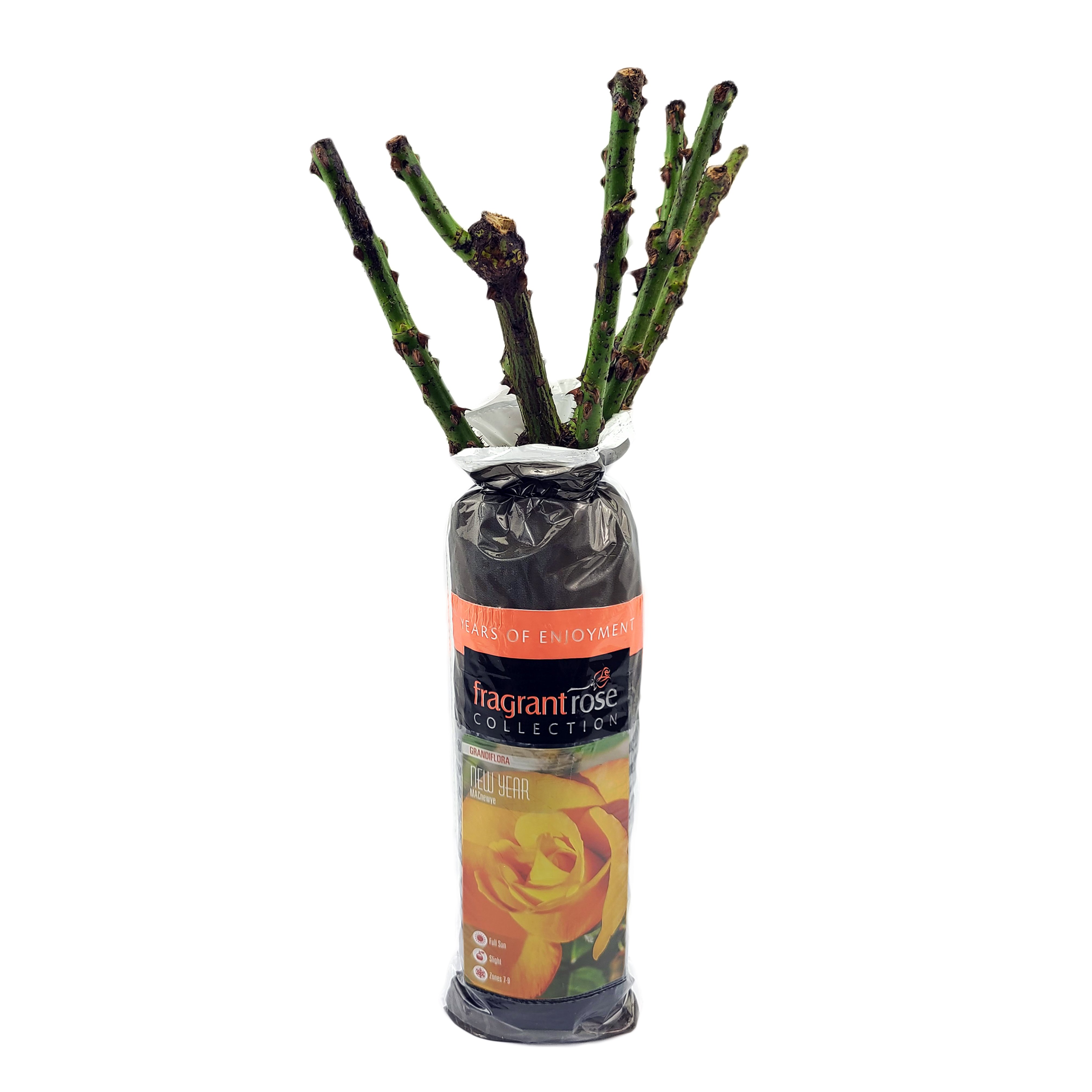 Certified Roses Medallion Hybrid Tea Orange Fragrant Rose - Shop Potted ...