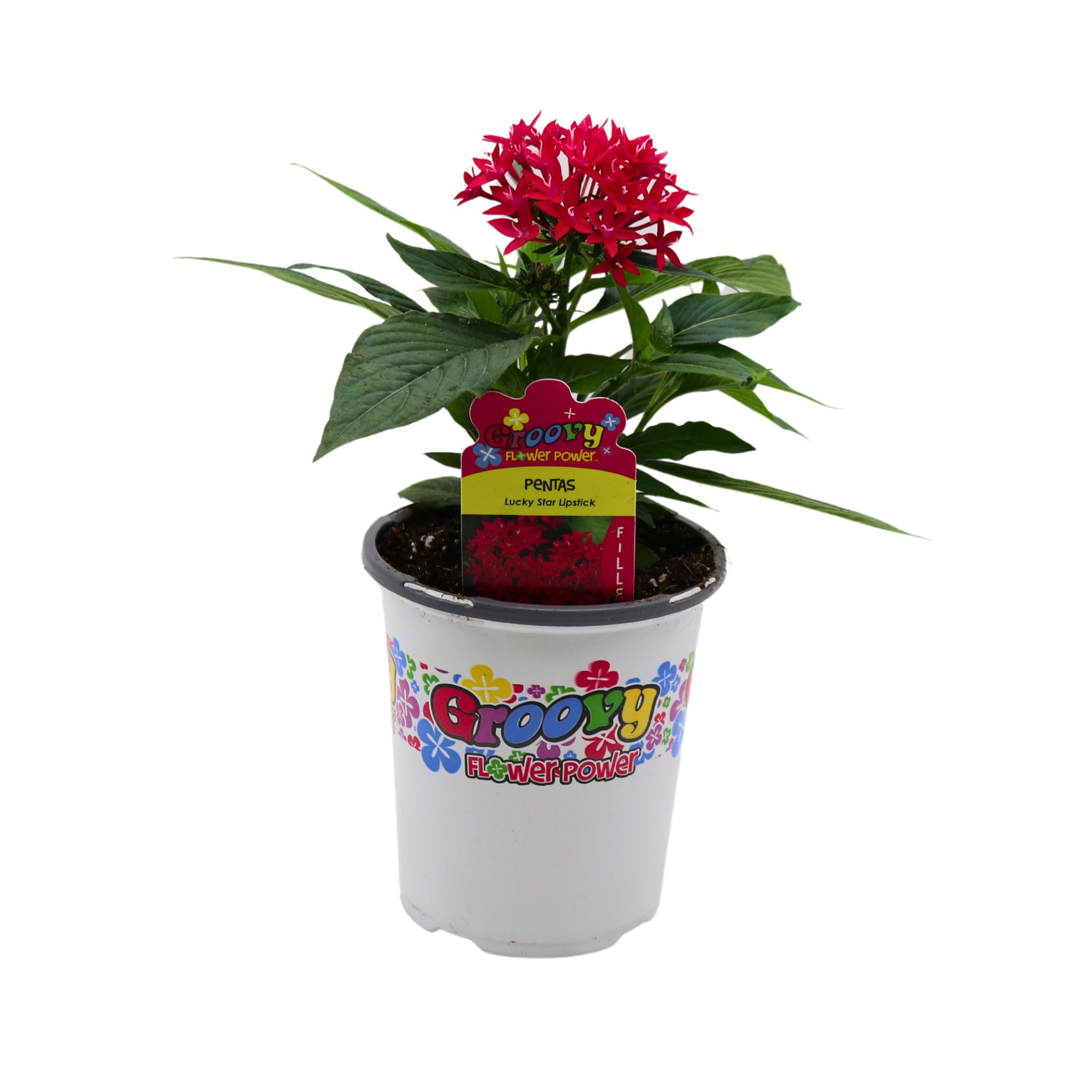 Groovy Flower Power Pentas - Lucky Star Lipstick - Shop Potted plants ...