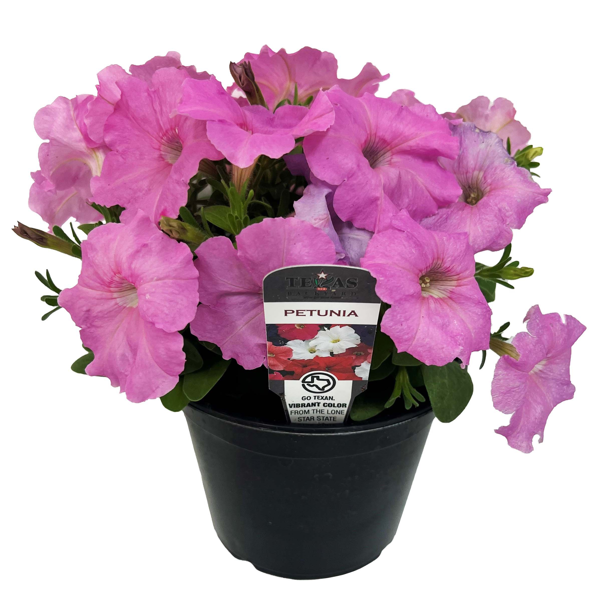 H-E-B Texas Roots Petunia - Shop Potted plants at H-E-B