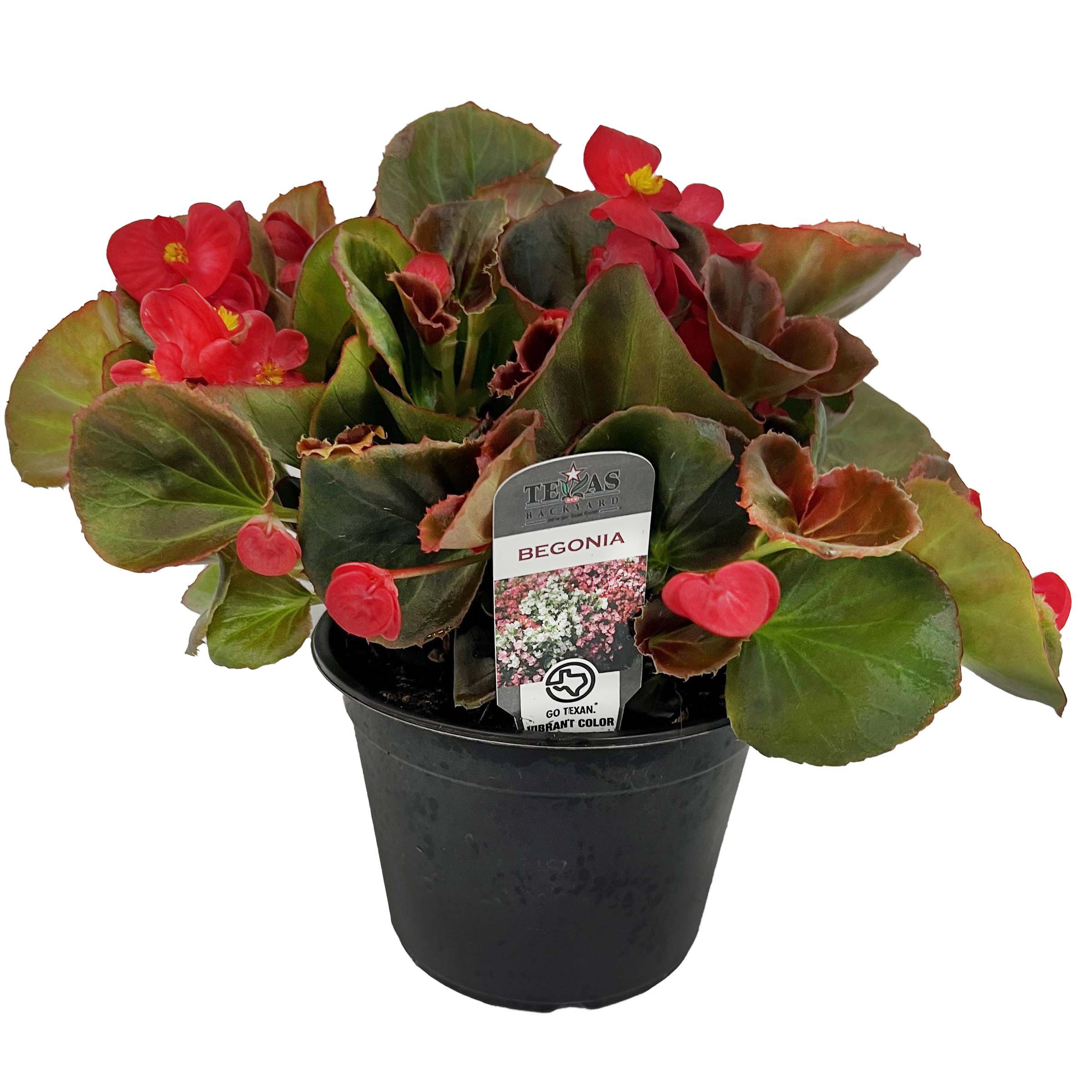 H-E-B Texas Roots Begonia - Shop Potted plants at H-E-B