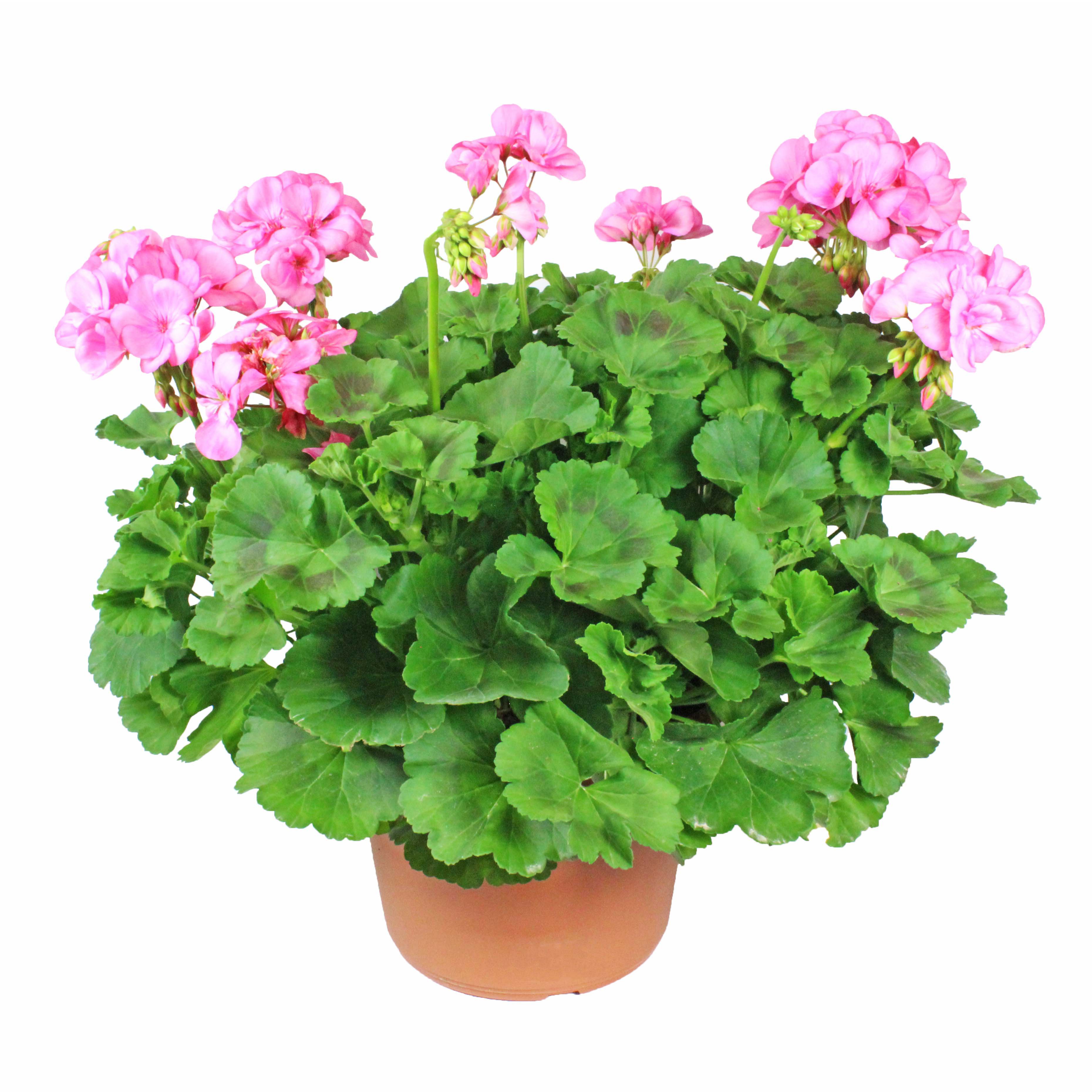 H-E-B Texas Roots Pink Geranium - Shop Potted plants at H-E-B