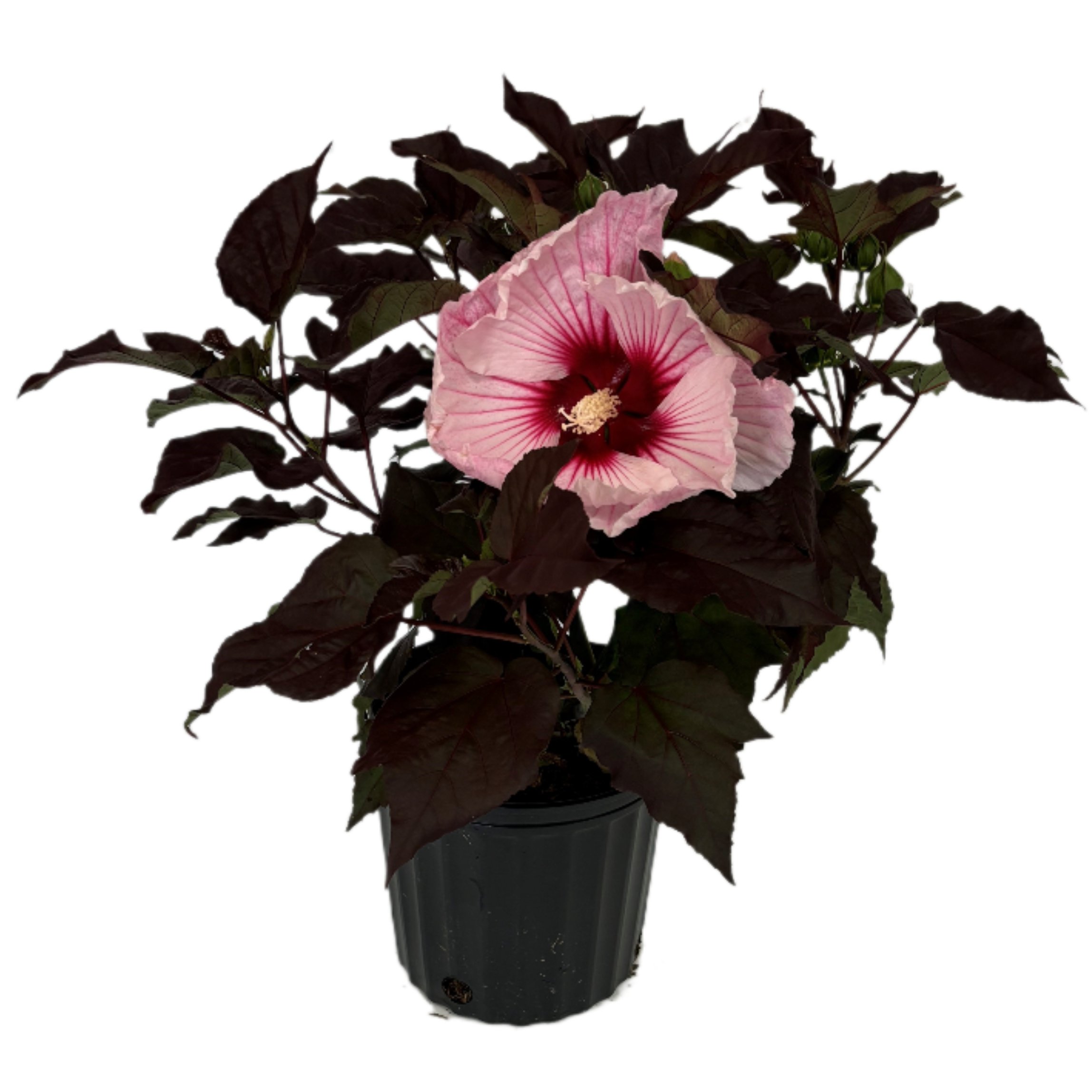 H-E-B Texas Roots Dark Leaf Hibiscus - Pink - Shop Potted plants at H-E-B