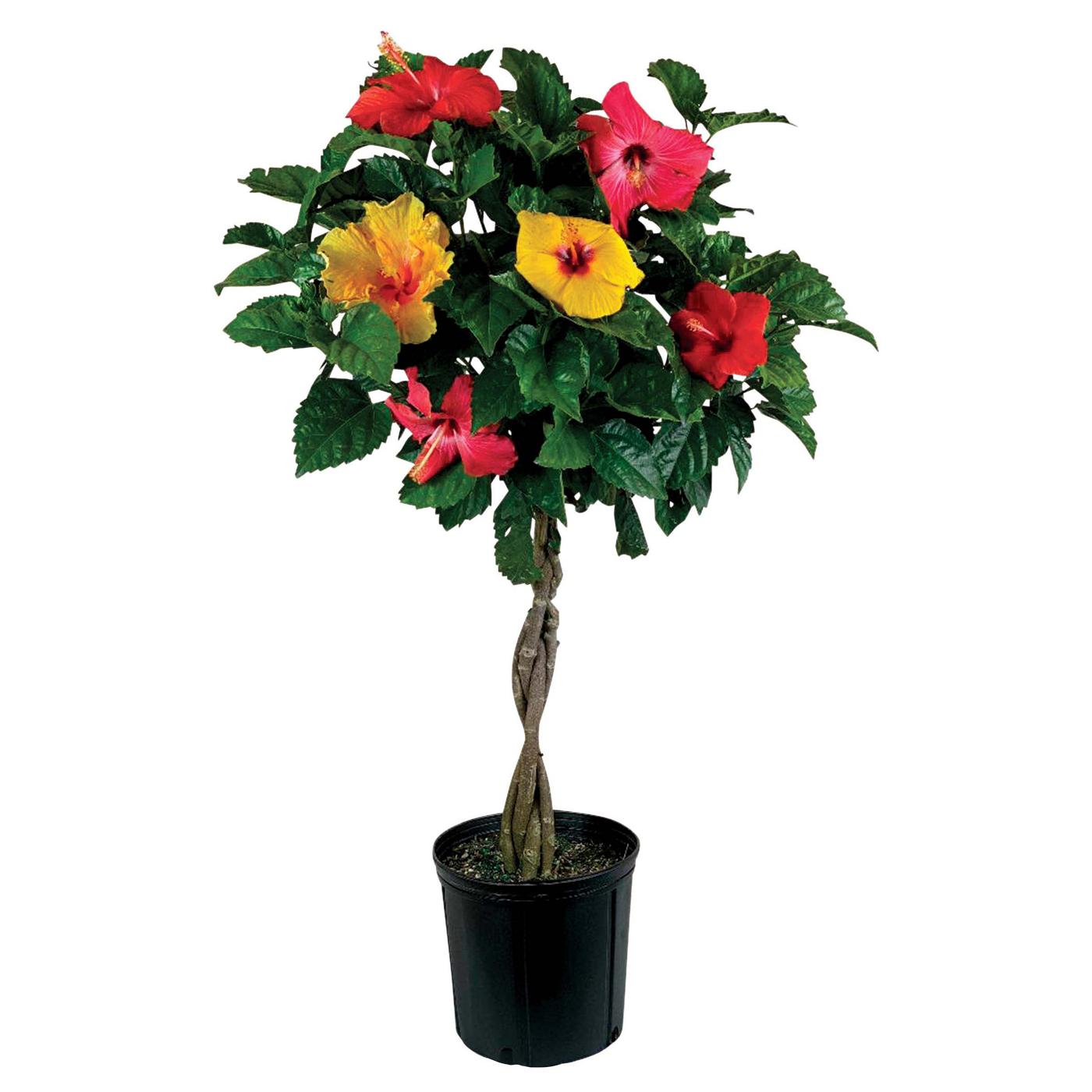 H-E-B Premium Braided Hibiscus - Assorted - Shop Potted plants at H-E-B