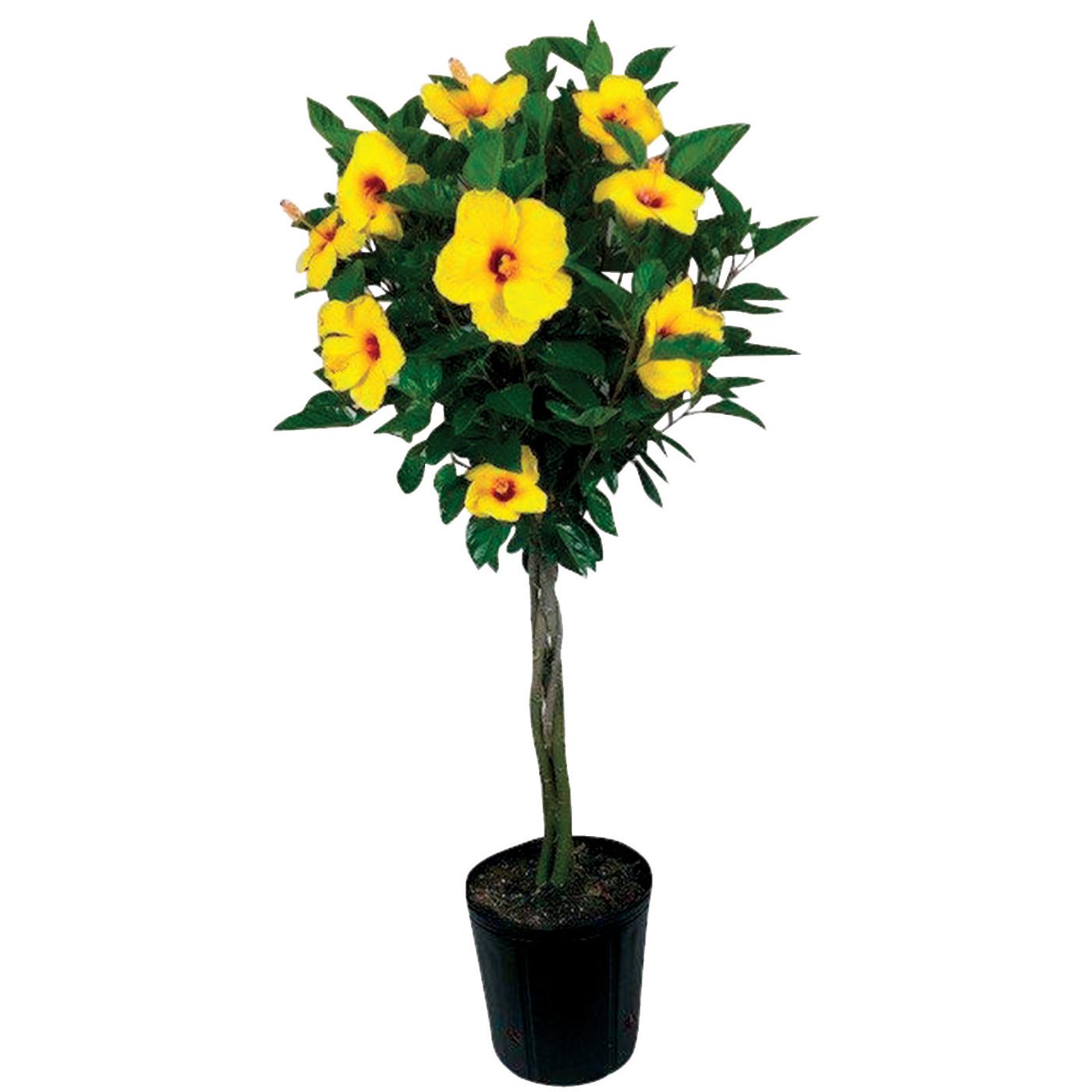 H-E-B Premium Braided Hibiscus - Assorted - Shop Potted plants at H-E-B