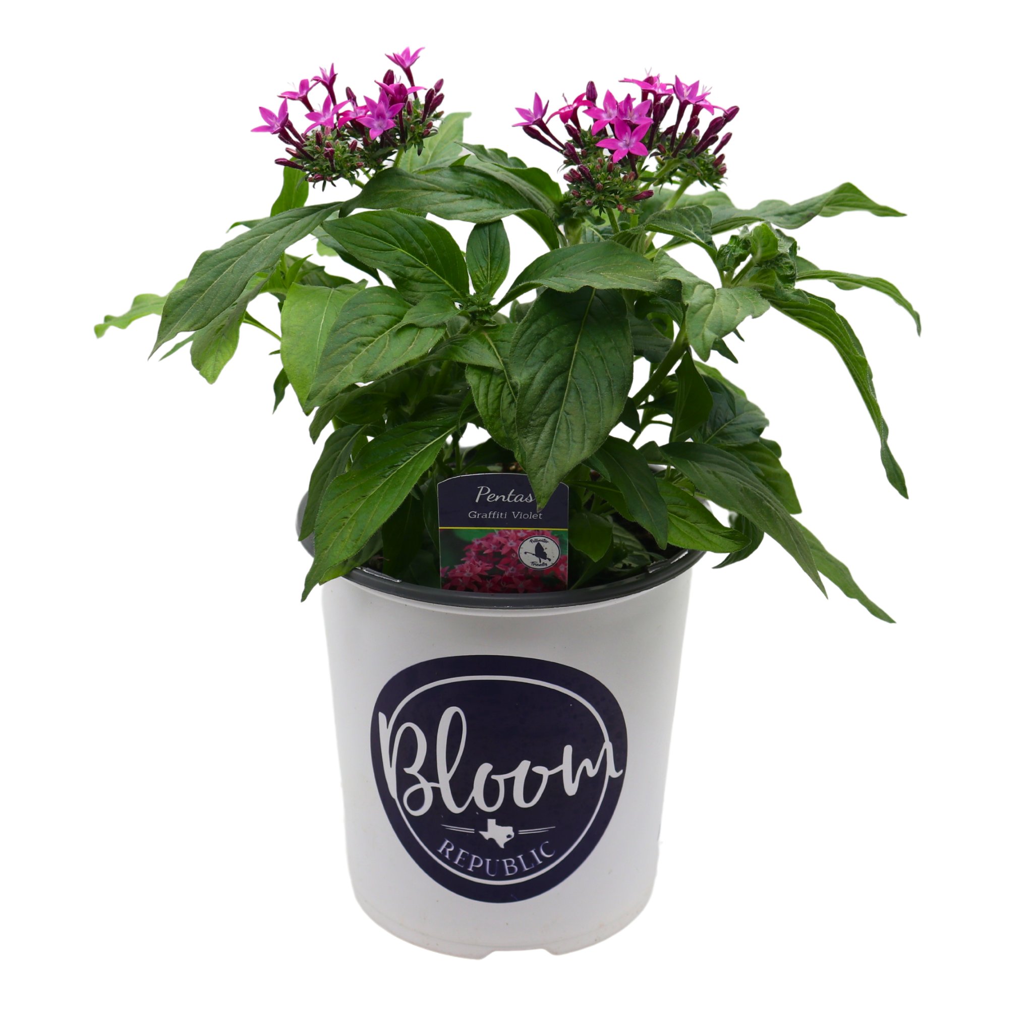 Bloom Republic Violet Graffiti Pentas - Shop Potted plants at H-E-B