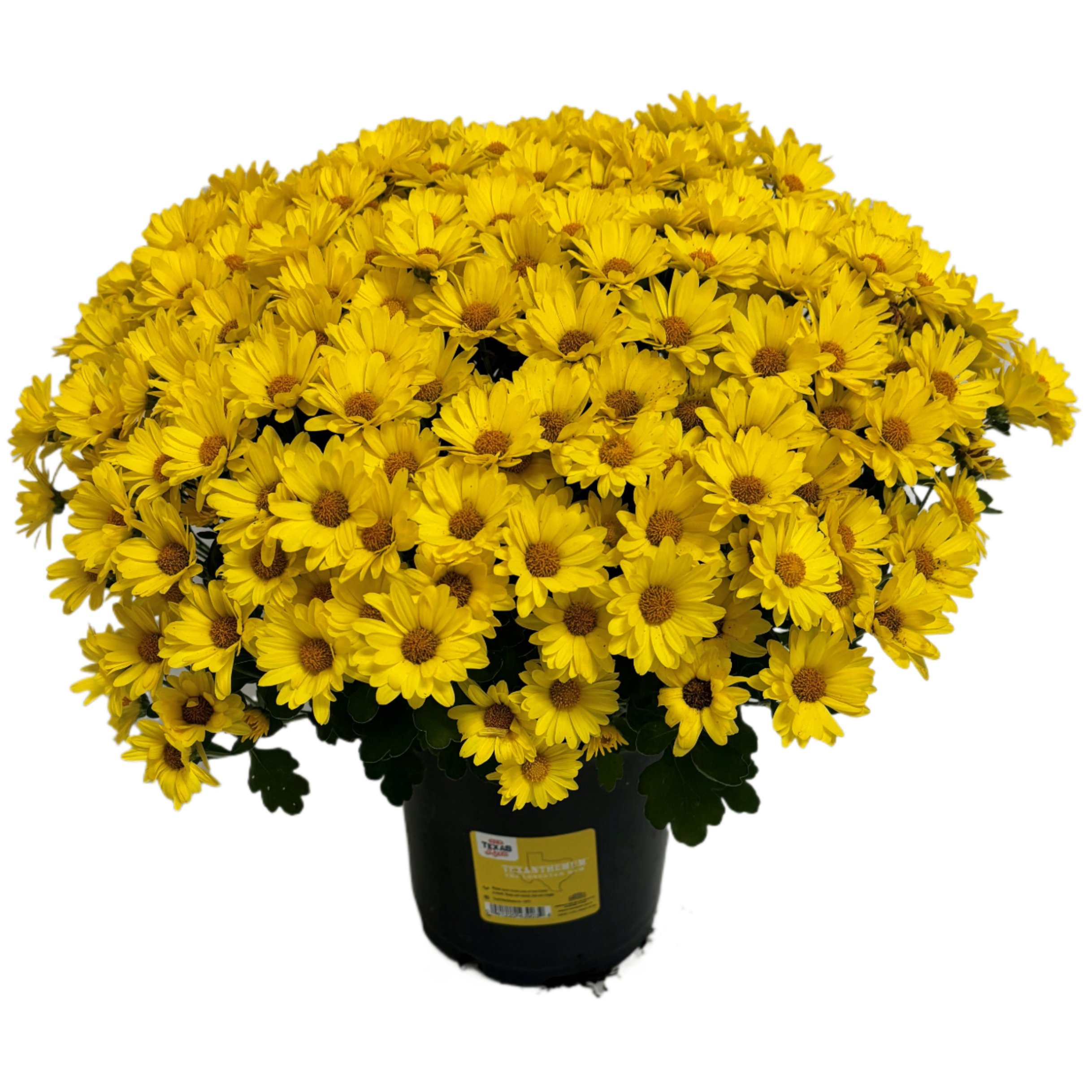 H-E-B Texas Roots Mum - Yellow - Shop Potted plants at H-E-B