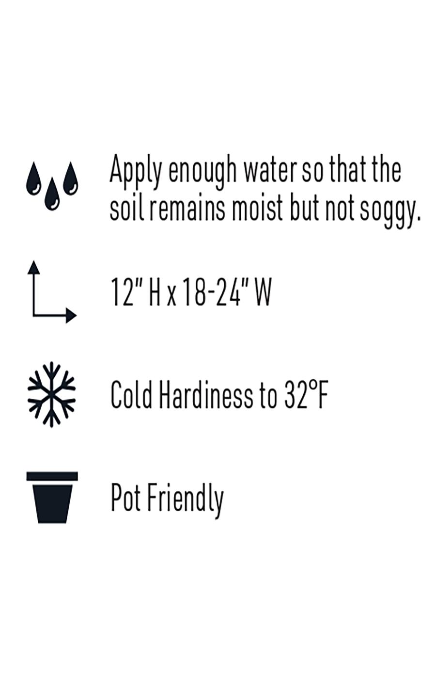 H-E-B Texas Roots Red Profusion Tomato Hanging Basket - Shop Potted ...