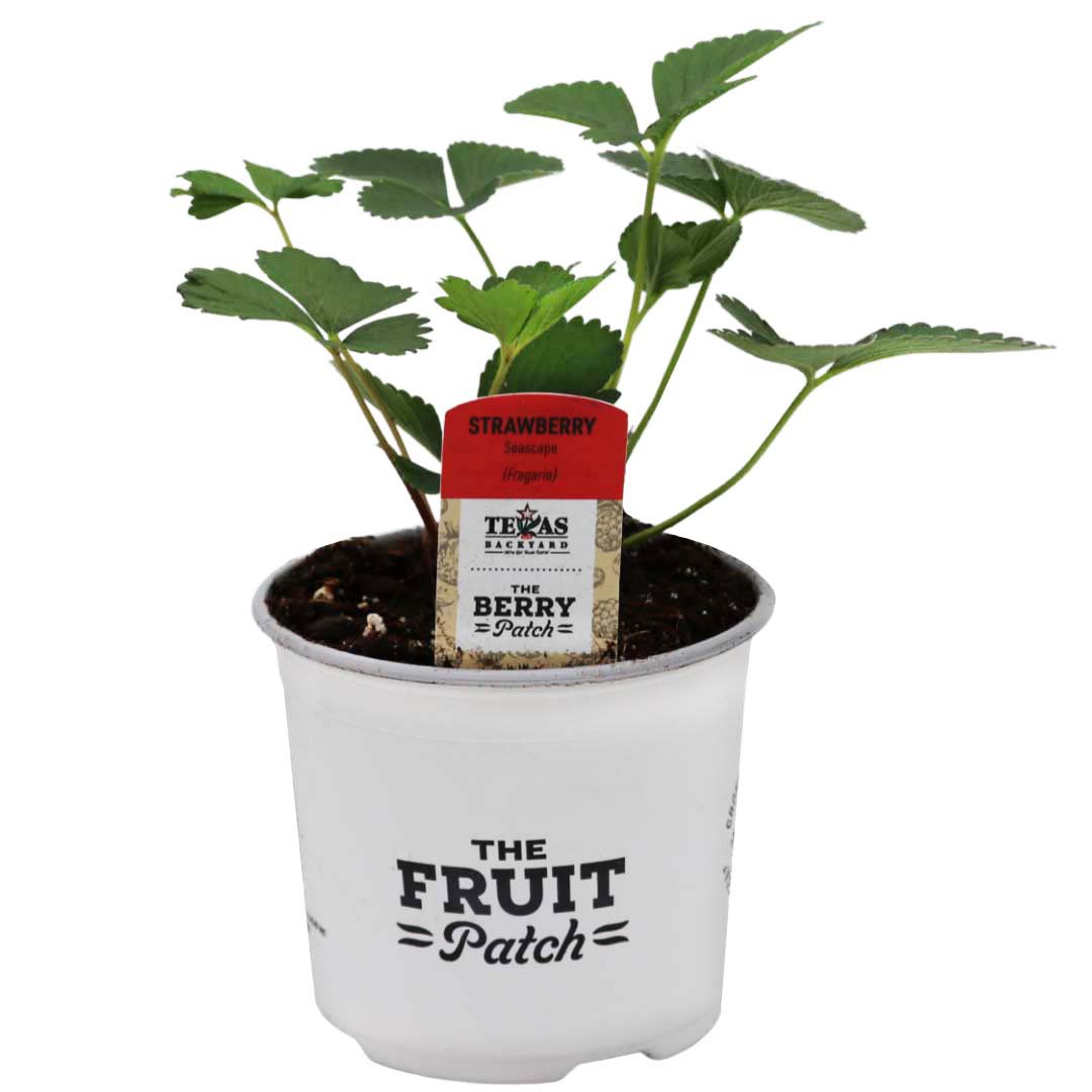 H-E-B Texas Backyard The Berry Patch Strawberry Seascape Potted Plant ...