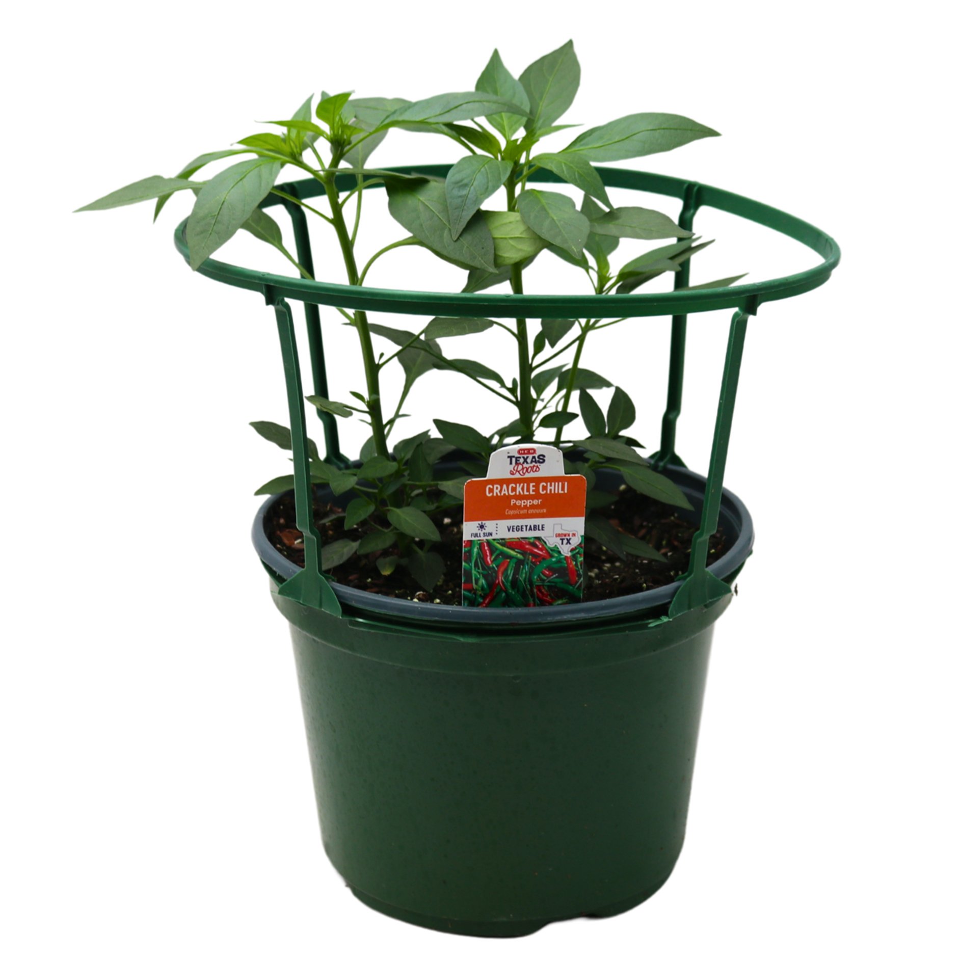 H-E-B Texas Roots Crackle Chili Pepper Plant - Shop Potted plants at H-E-B
