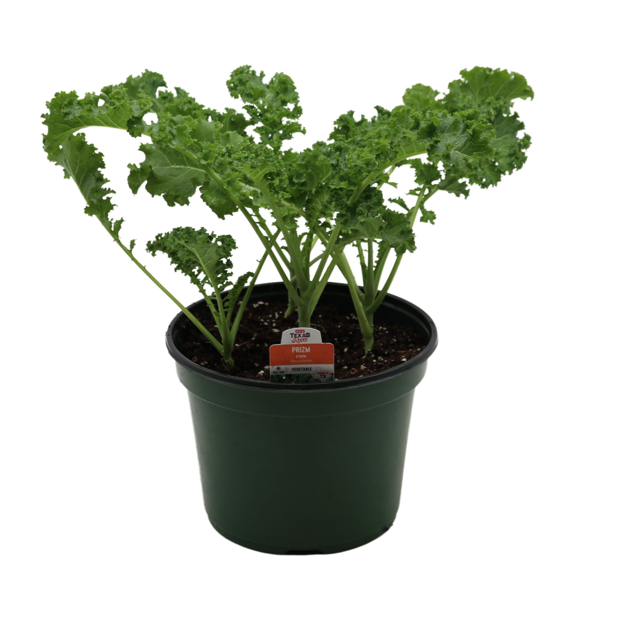 H-E-B Texas Roots Prizm Kale Plant - Shop Potted plants at H-E-B
