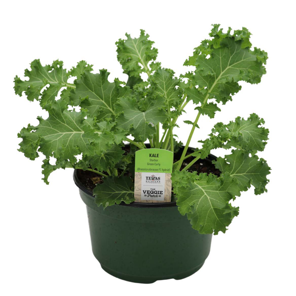 H-E-B Texas Roots Tuscano Kale Plant - Shop Potted plants at H-E-B