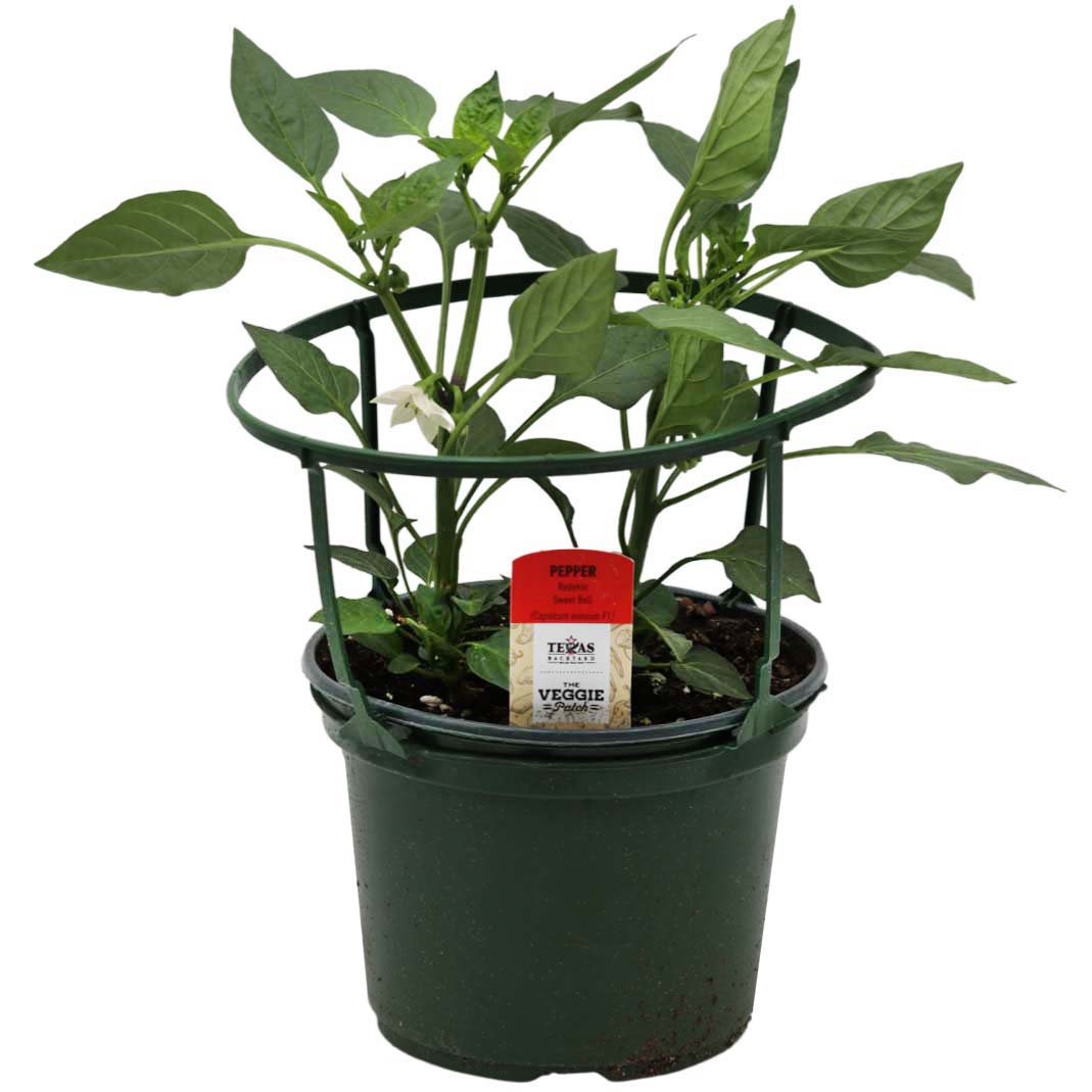 H-E-B Texas Backyard The Veggie Patch Redskin Sweet Bell Pepper Plant ...