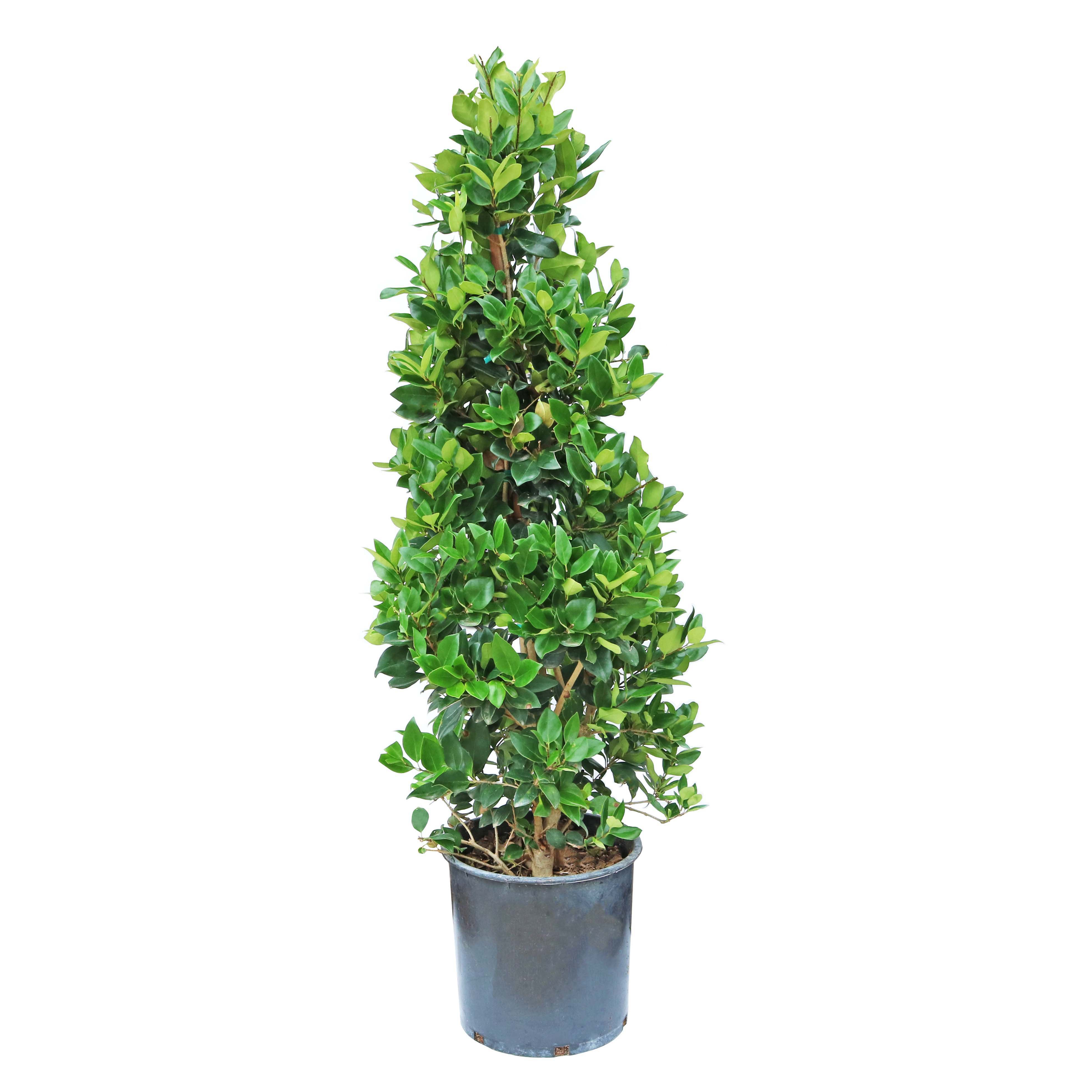 Texas Backyard Waxleaf Ligustrum Pyramid - Shop Potted plants at H-E-B