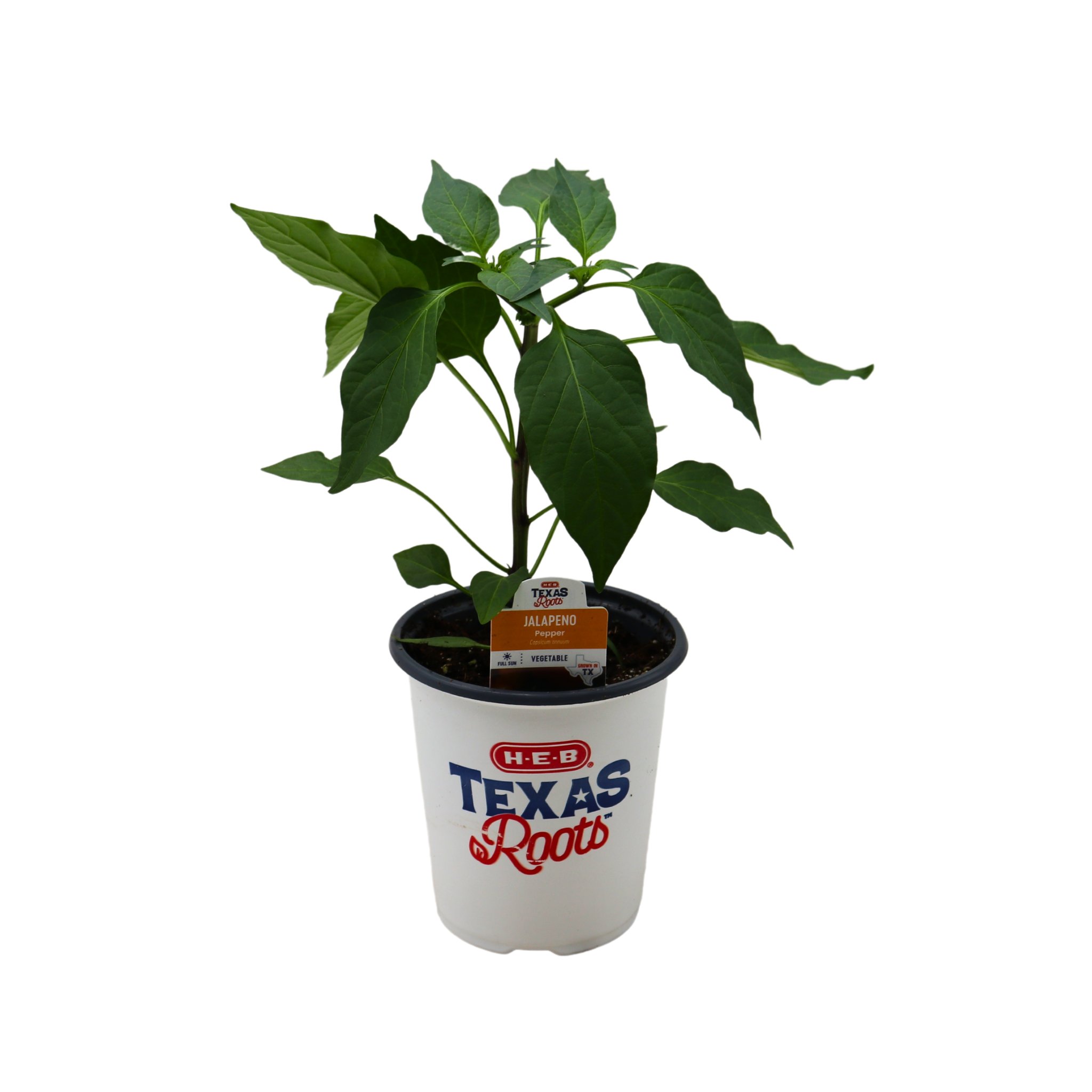 H-E-B Texas Roots Jalapeno Pepper Plant - Shop Potted plants at H-E-B