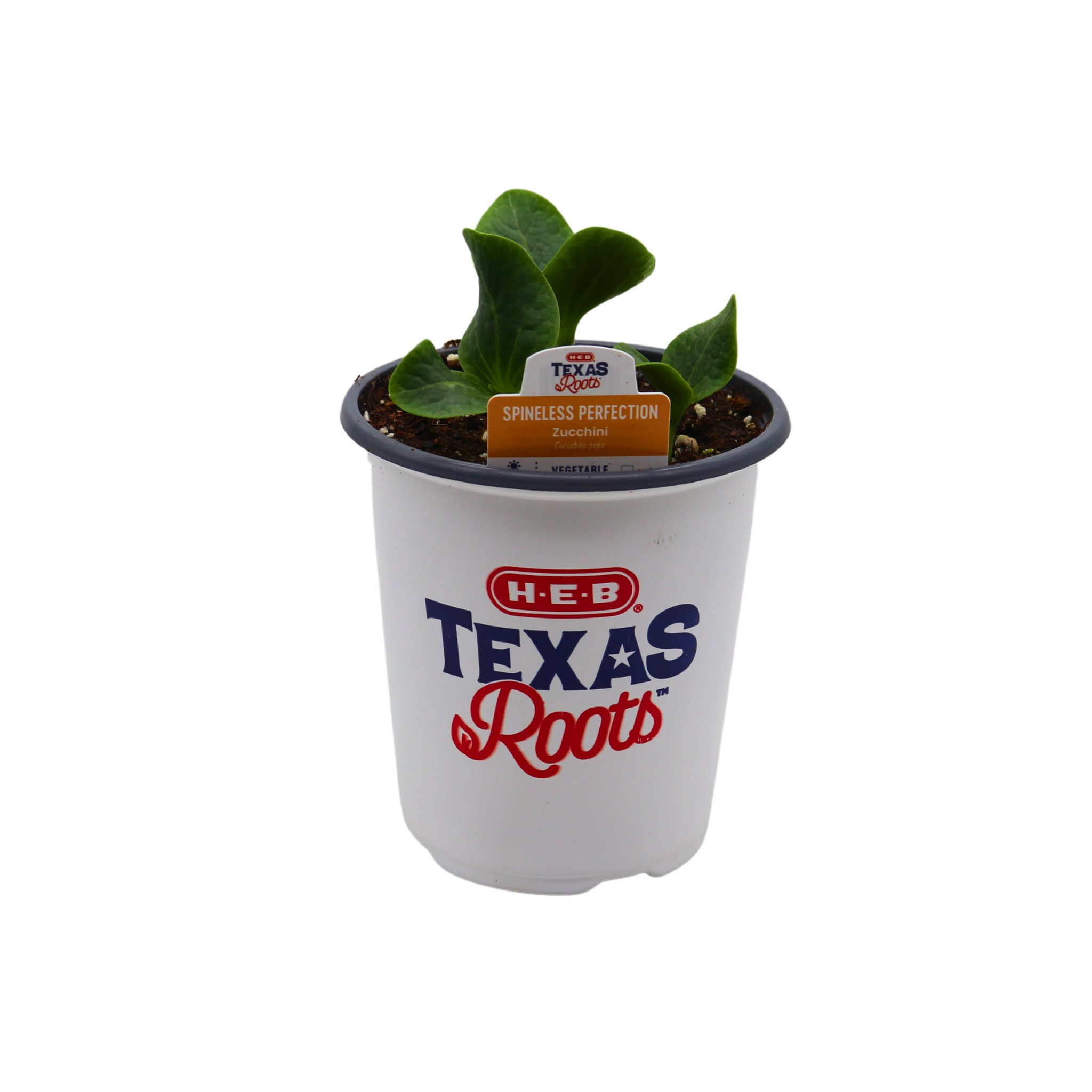 H-E-B Texas Roots Spineless Perfection Zucchini - Shop Potted plants at ...