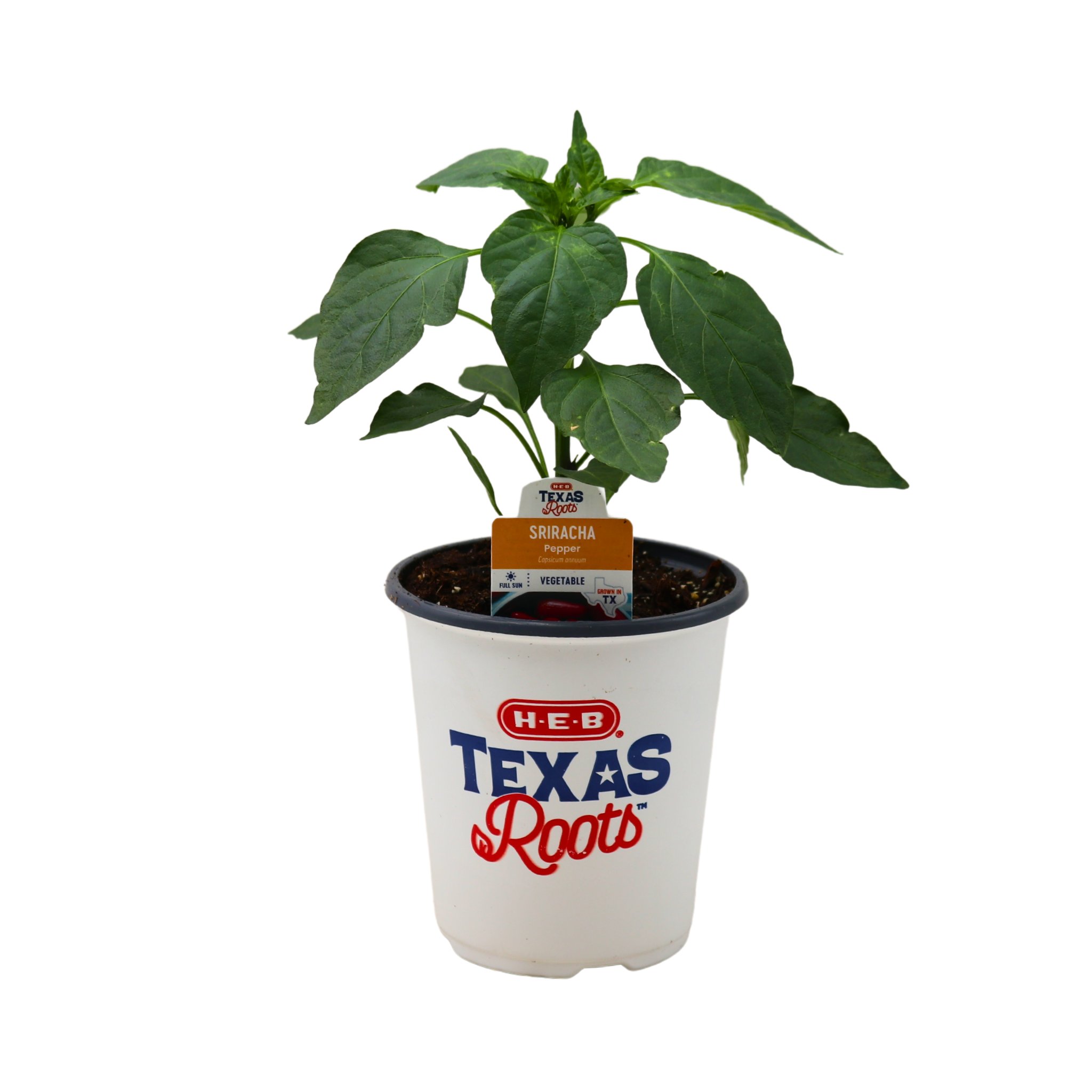 H-E-B Texas Roots Sriracha Pepper Plant - Shop Patio & Outdoor at H-E-B