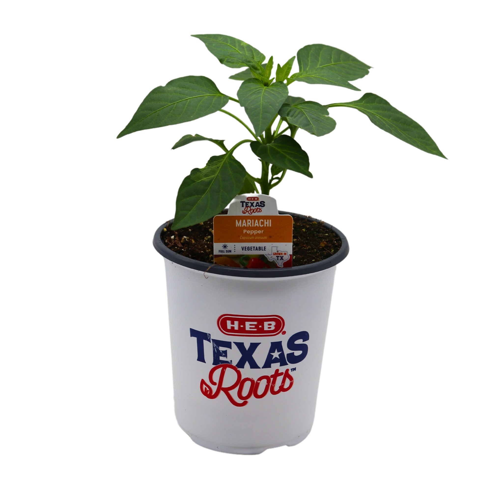 H-E-B Texas Roots Mariachi Pepper Plant - Shop Potted plants at H-E-B