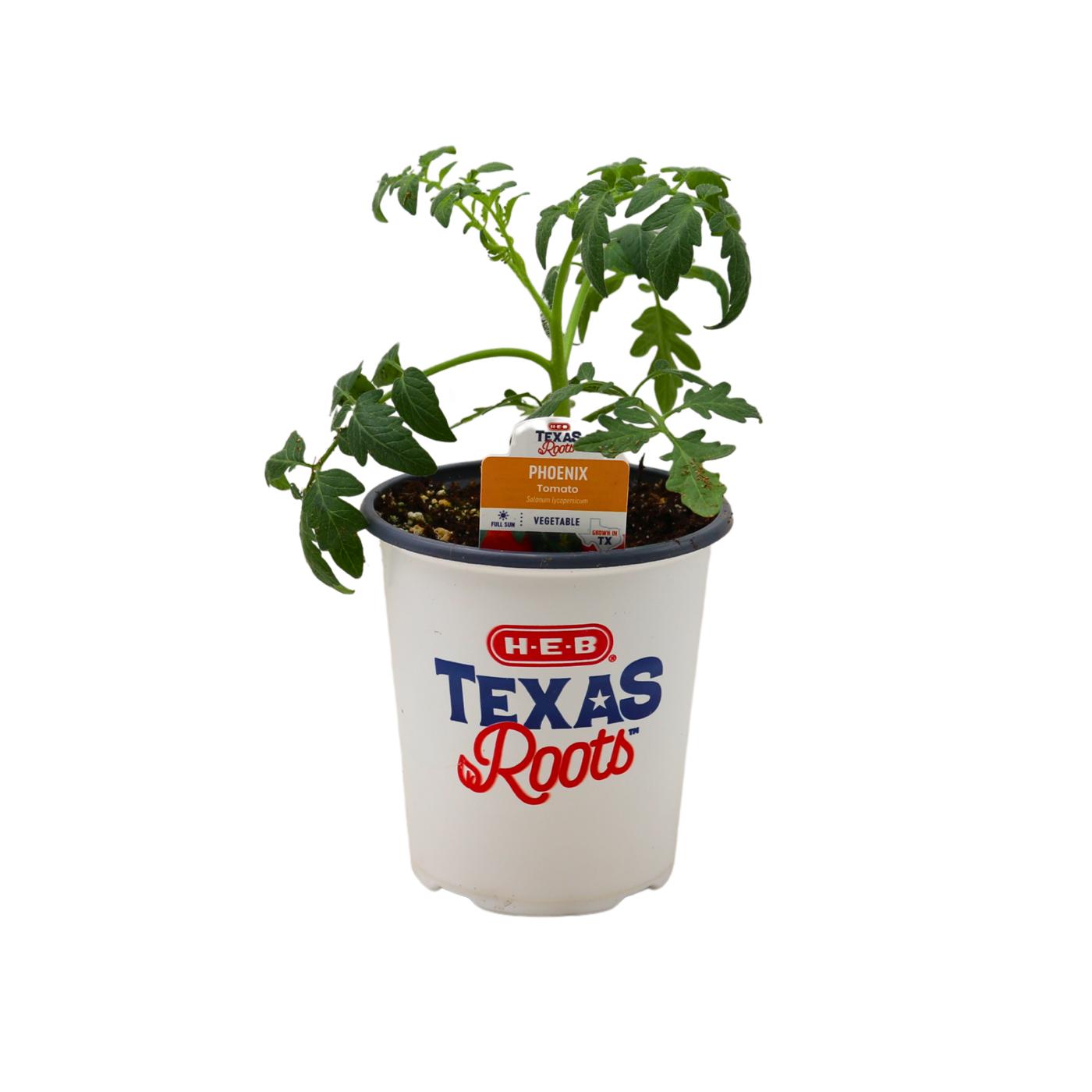 H-E-B Texas Roots Phoenix Tomato Plant - Shop Potted plants at H-E-B