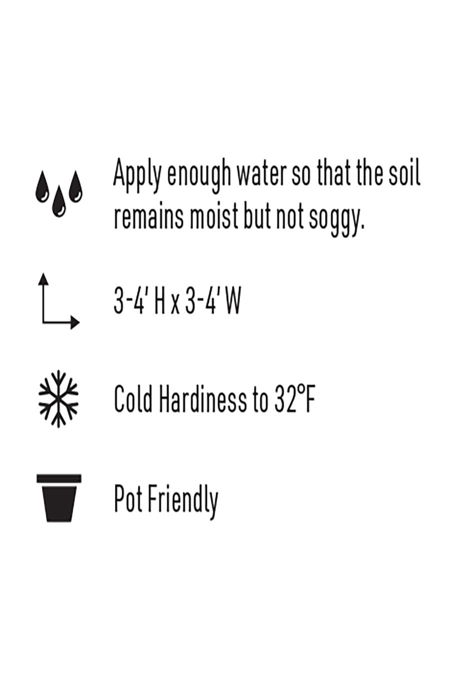 H-E-B Texas Roots Phoenix Tomato Plant - Shop Potted plants at H-E-B