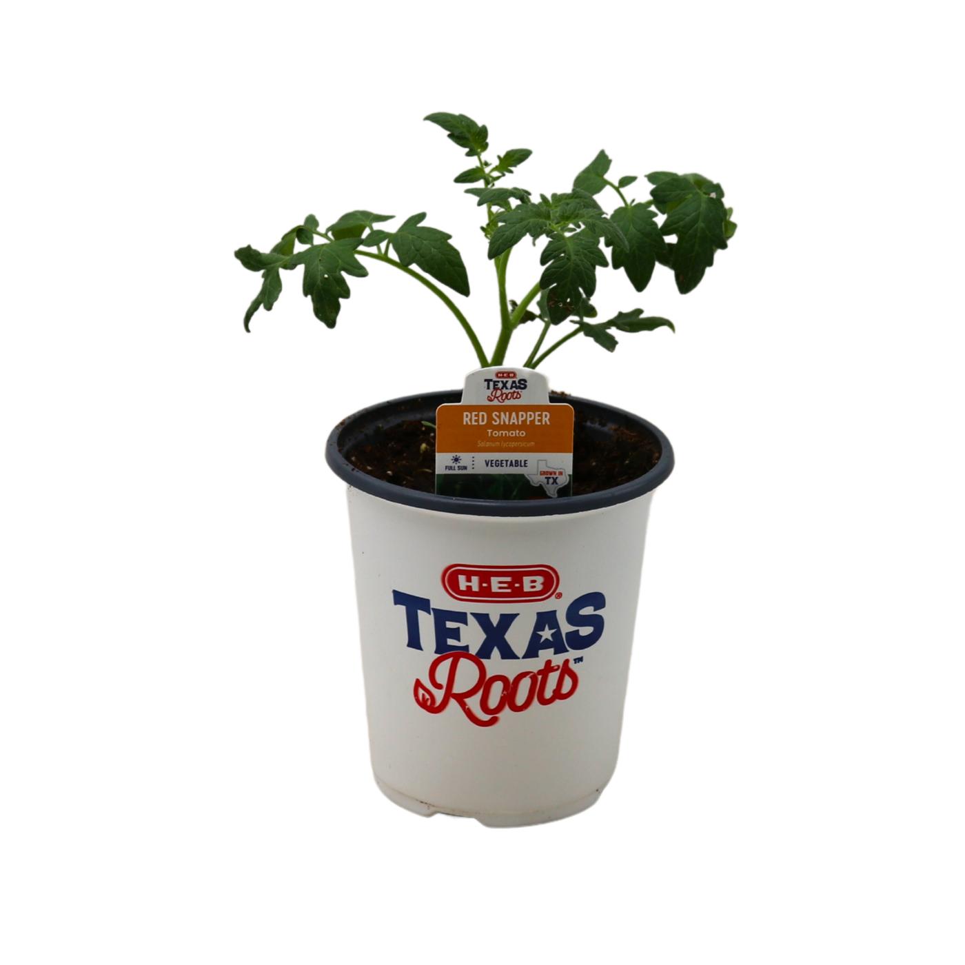 H-E-B Texas Roots Red Snapper Tomato Plant - Shop Potted plants at H-E-B