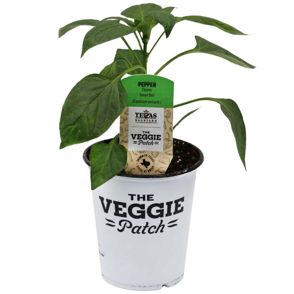 H-E-B Classic Green Bell Pepper - Shop Potted plants at H-E-B