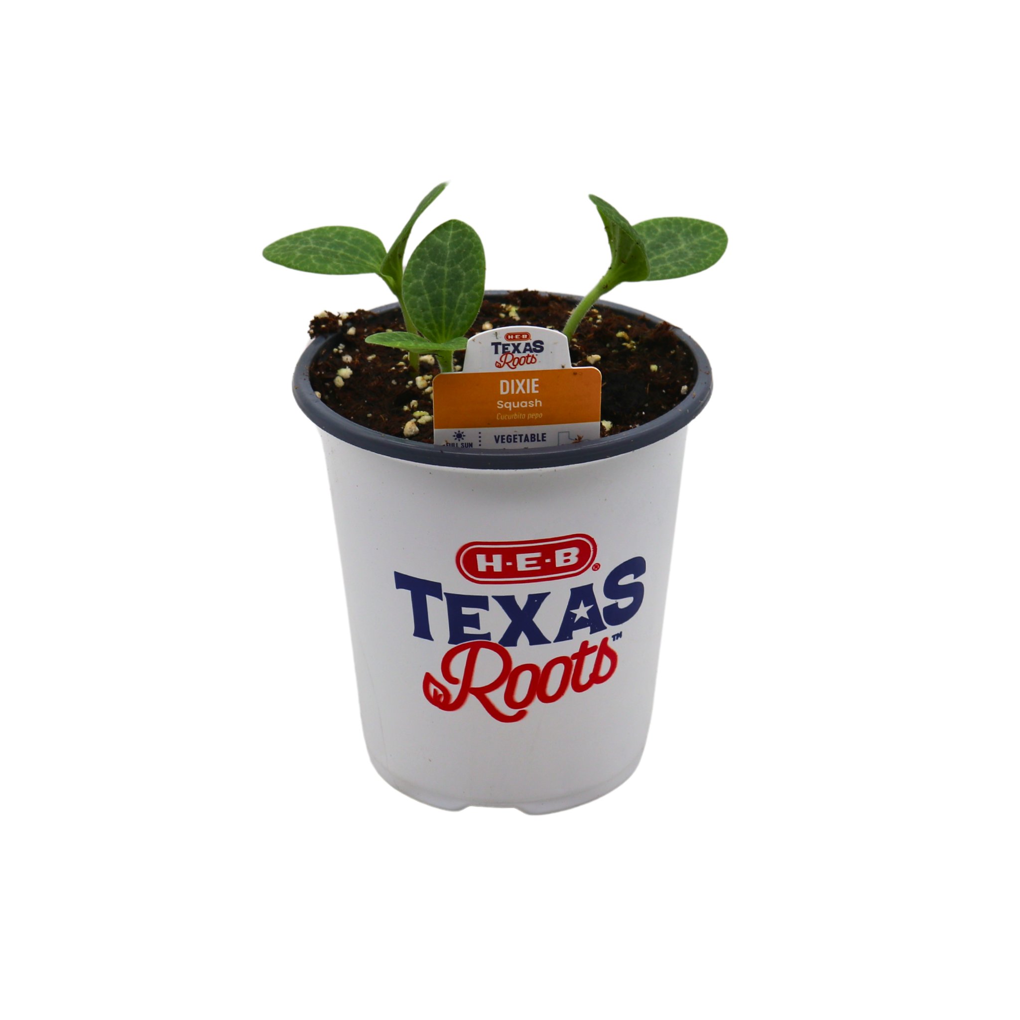 H-E-B Texas Roots Dixie Squash - Shop Potted plants at H-E-B