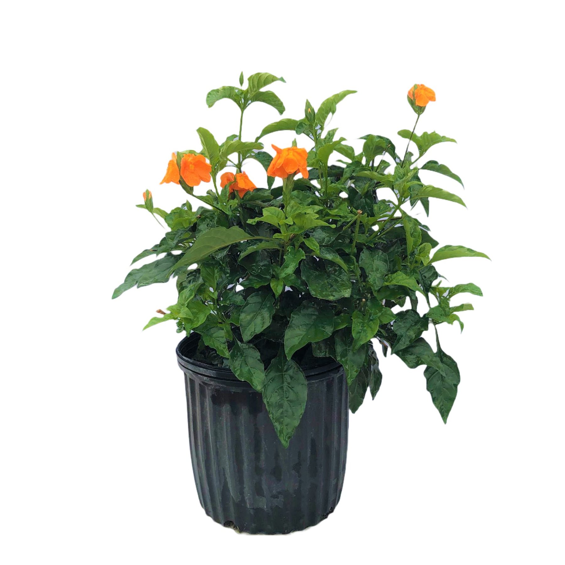 Greenleaf Nursery Orange Marmalade Crossandra, 1 gal | Central Market ...
