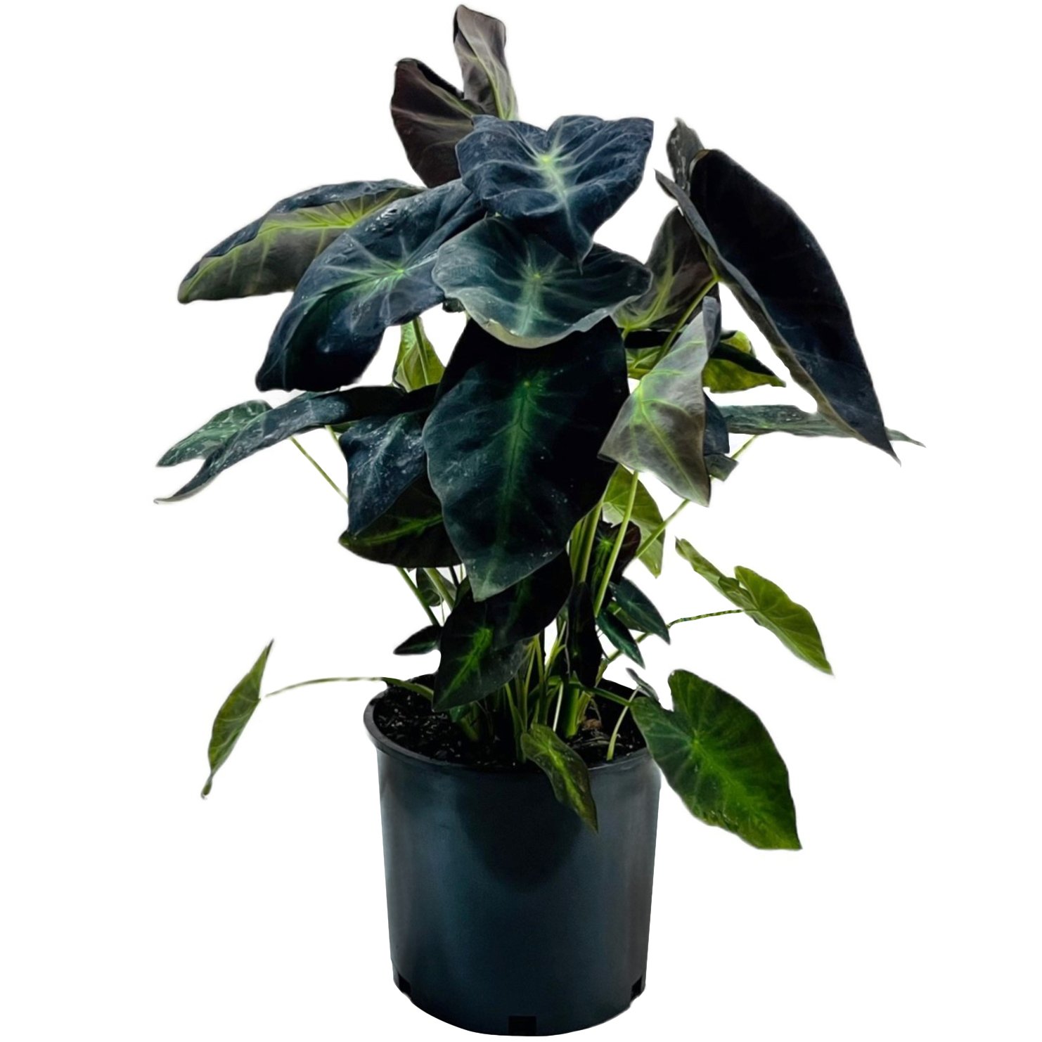 Greenleaf Nursery Black Beauty Elephant Ear - Shop Potted plants at H-E-B