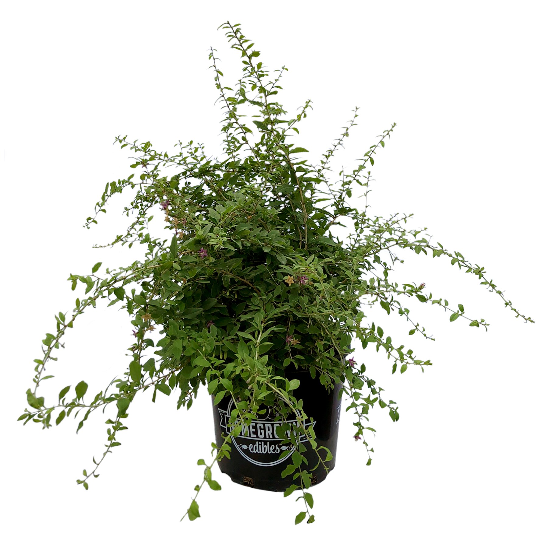 Greenleaf Nursery Goji Berry Potted Plant - Shop Potted plants at H-E-B