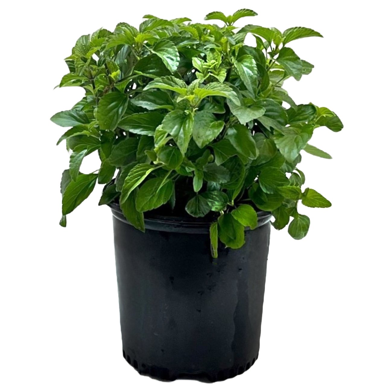Greenleaf Nursery Mystic Spires Salvia - Shop Potted plants at H-E-B