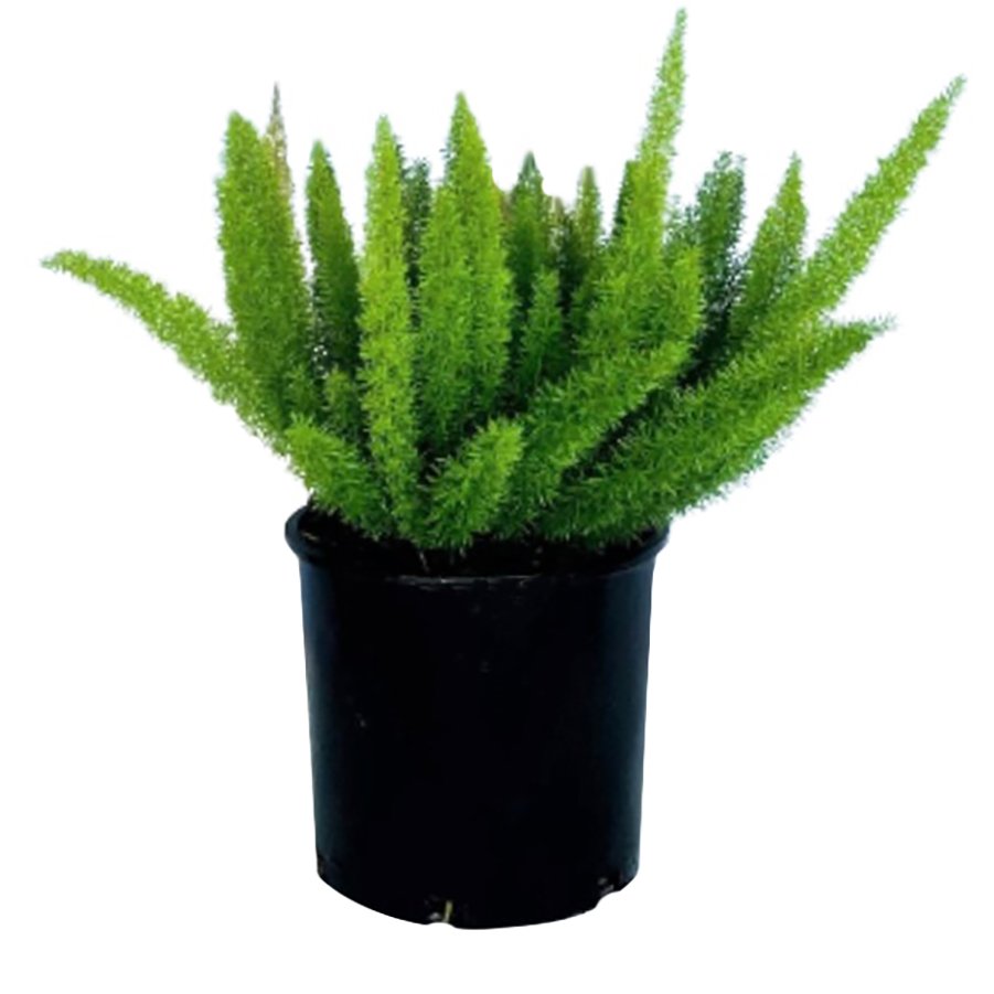 Greenleaf Nursery Myers Foxtail Fern - Shop Potted plants at H-E-B