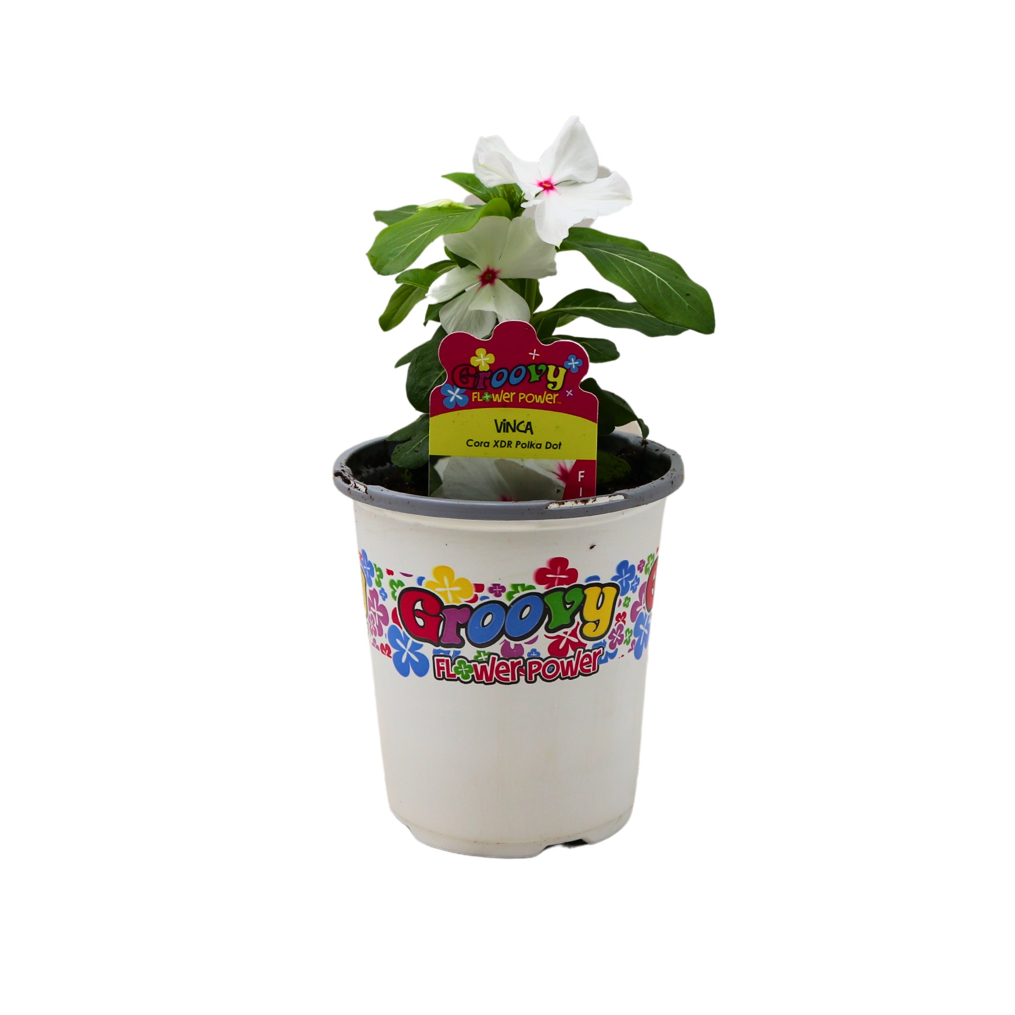 Spring Creek Growers Groovy Flower Power Vinca Cora Xdr Polka Dot Shop Potted Plants At H E B
