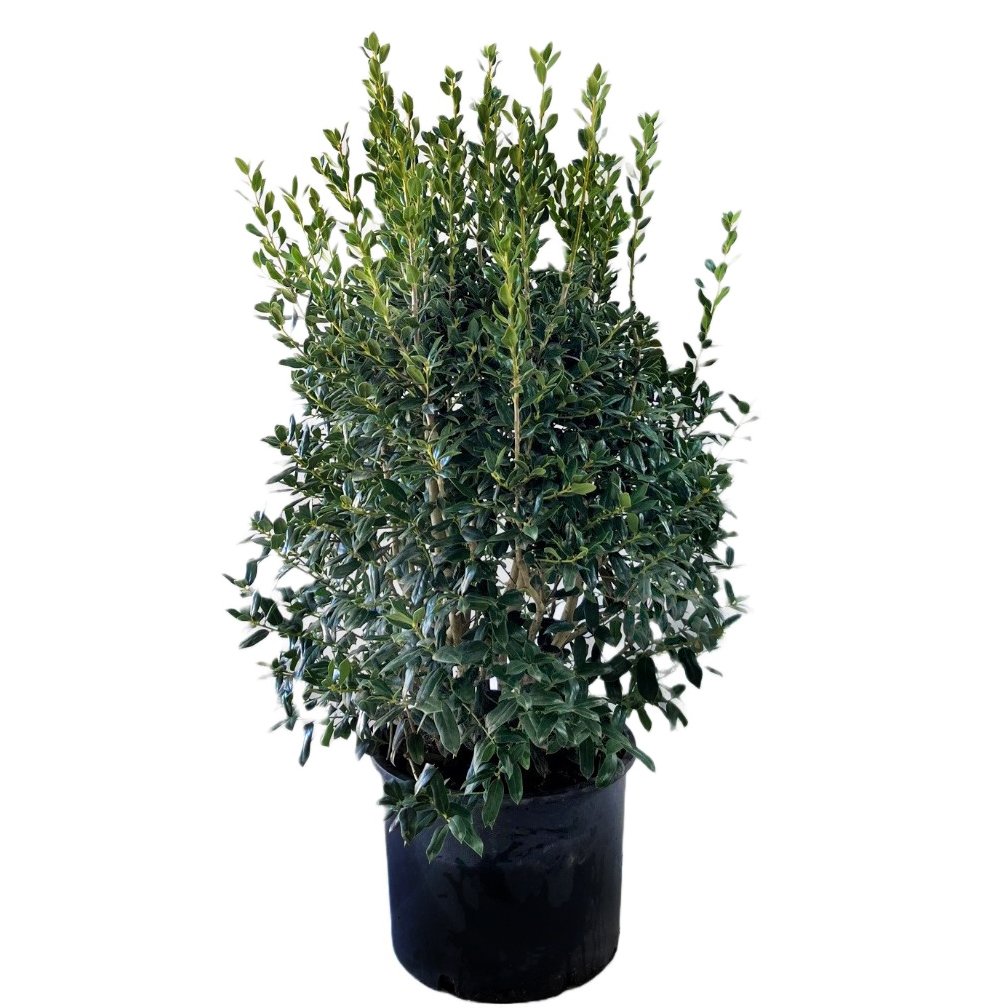 Greenleaf Nursery Needlepoint Holly Potted Plant - Shop Potted Plants ...