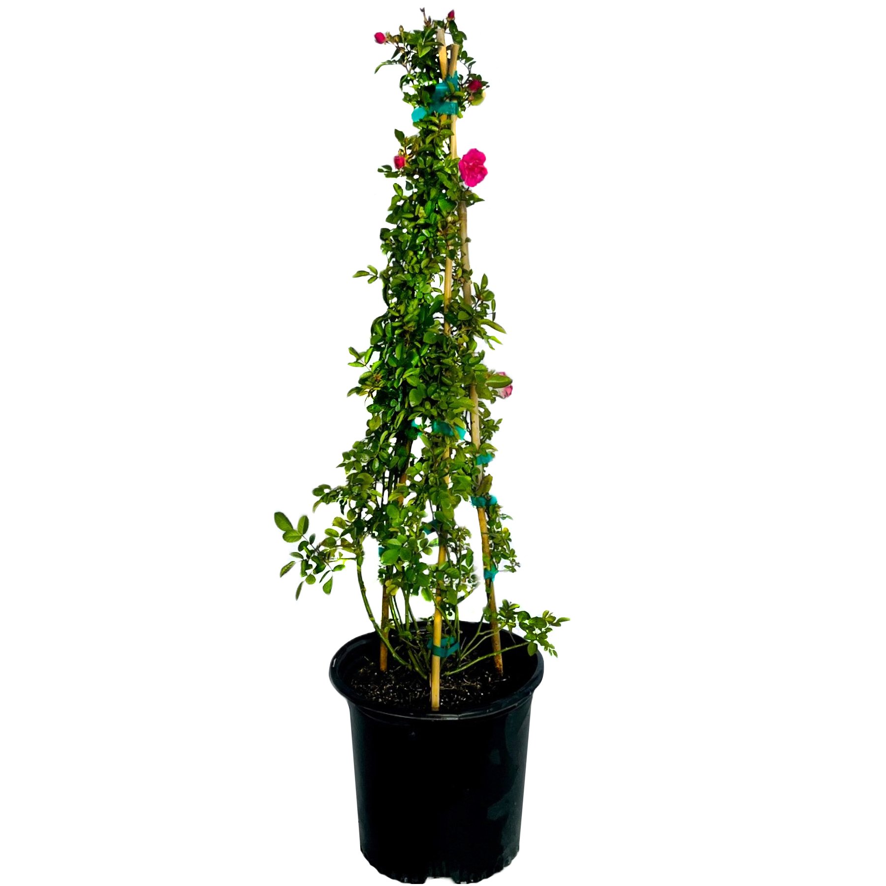 Greenleaf Nursery Peggy Martin Climbing Rose - Shop Potted plants at H-E-B