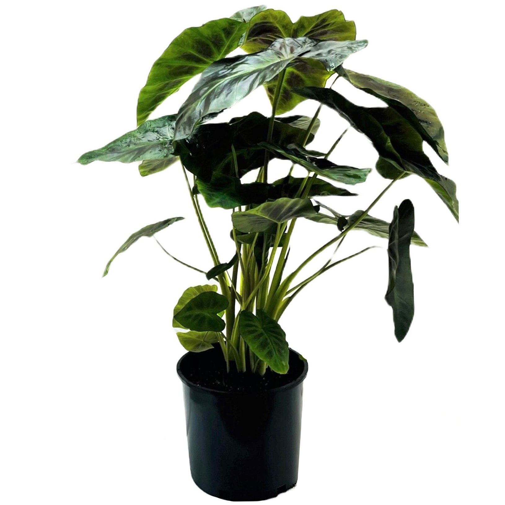Greenleaf Nursery Royal Hawaiian Aloha Elephant Ear - Shop Potted ...