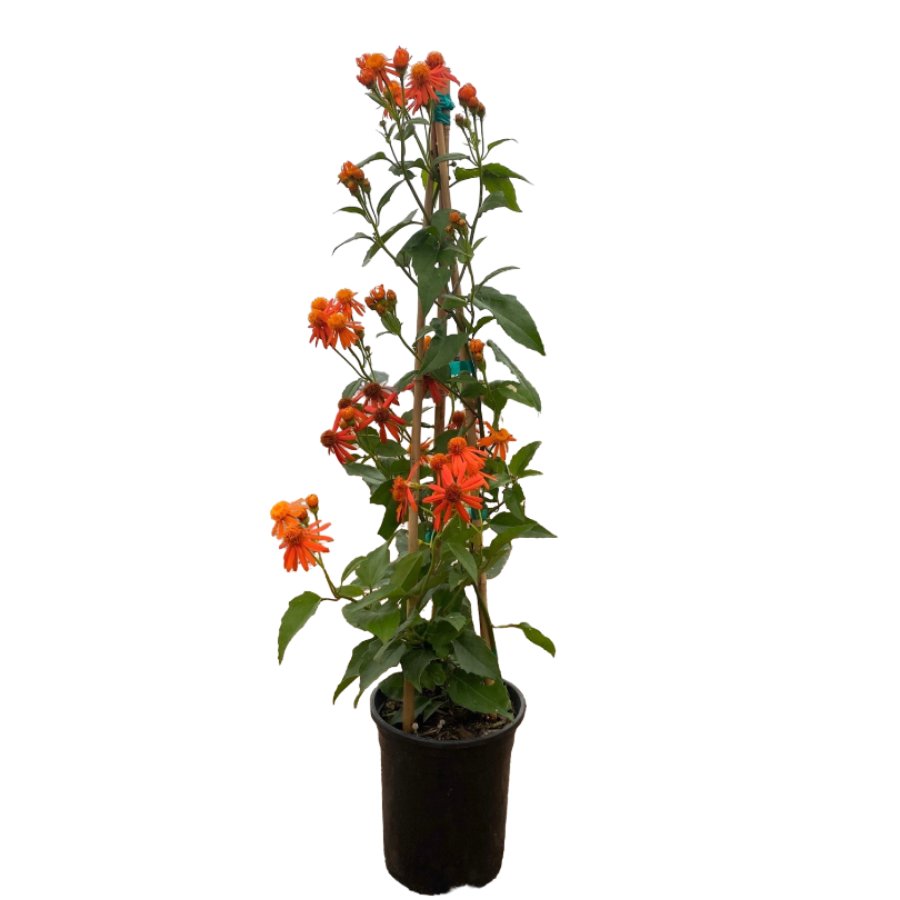 Greenleaf Nursery Mexican Flamevine - Shop Potted plants at H-E-B