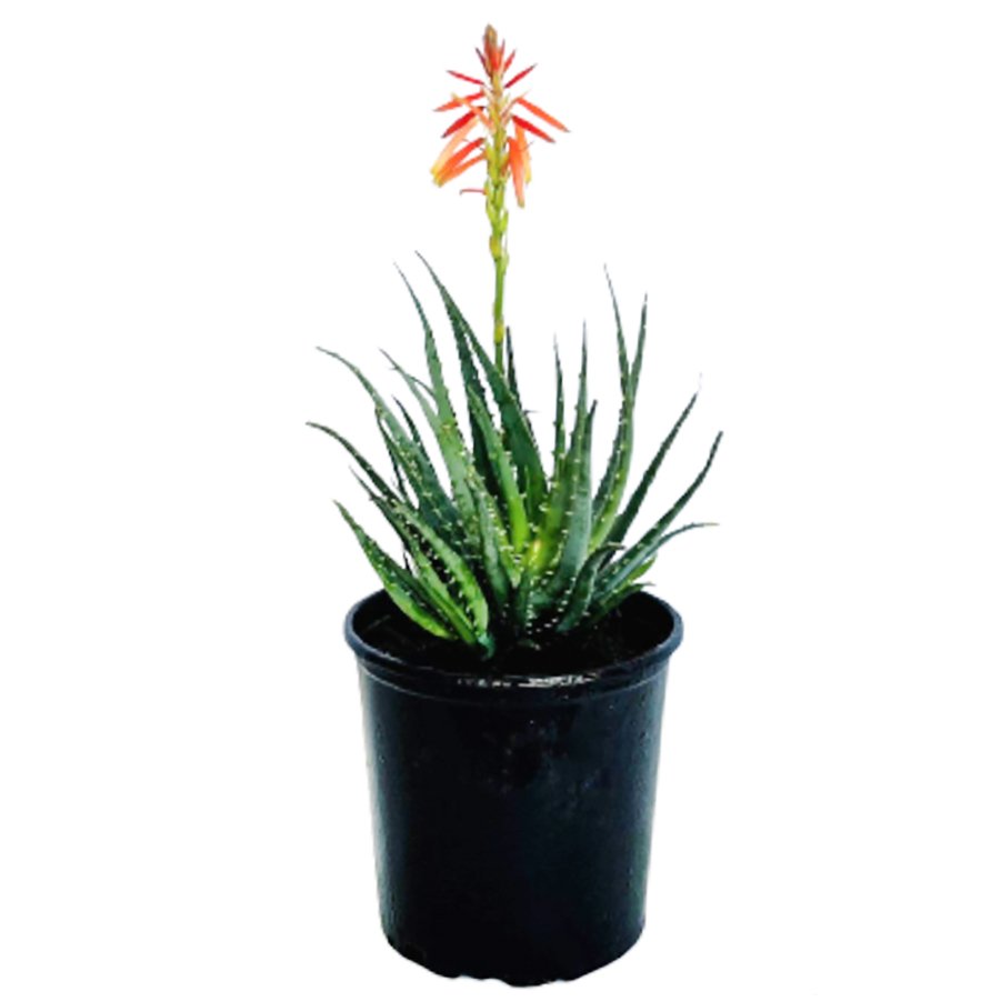Greenleaf Nursery Spider Aloe Succulent - Shop Potted plants at H-E-B