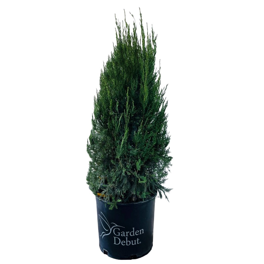 Greenleaf Nursery Blue Spires Juniper - Shop Potted plants at H-E-B