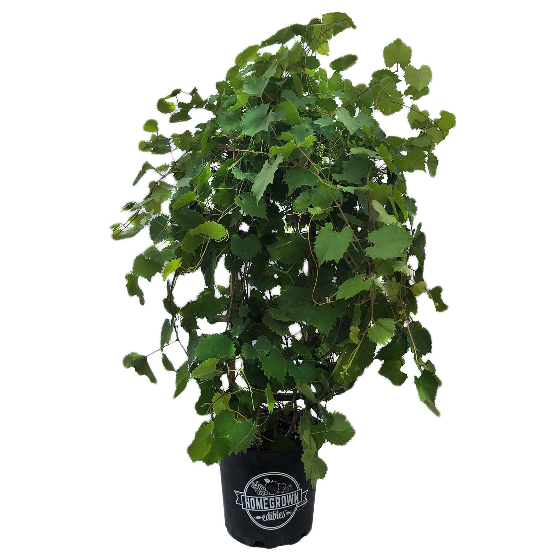 Greenleaf Nursery Southern Jewel Grape Plant - Shop Potted plants at H-E-B