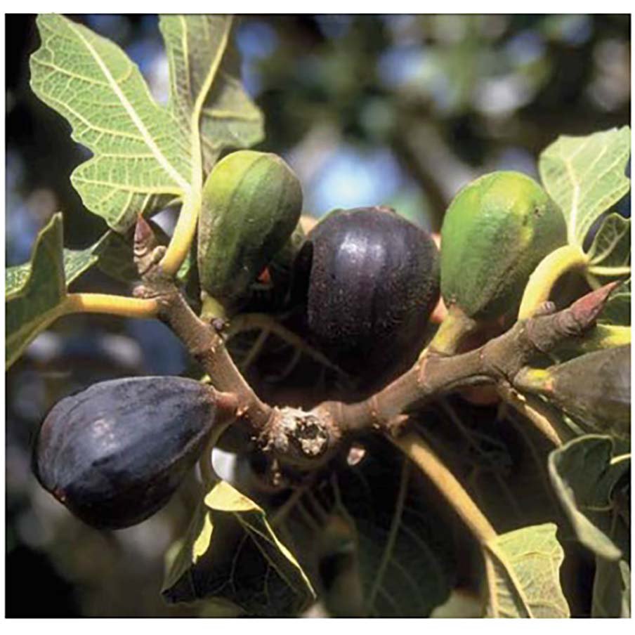 Greenleaf Nursery Texas Everbearing Fig Potted Plant - Shop Potted ...