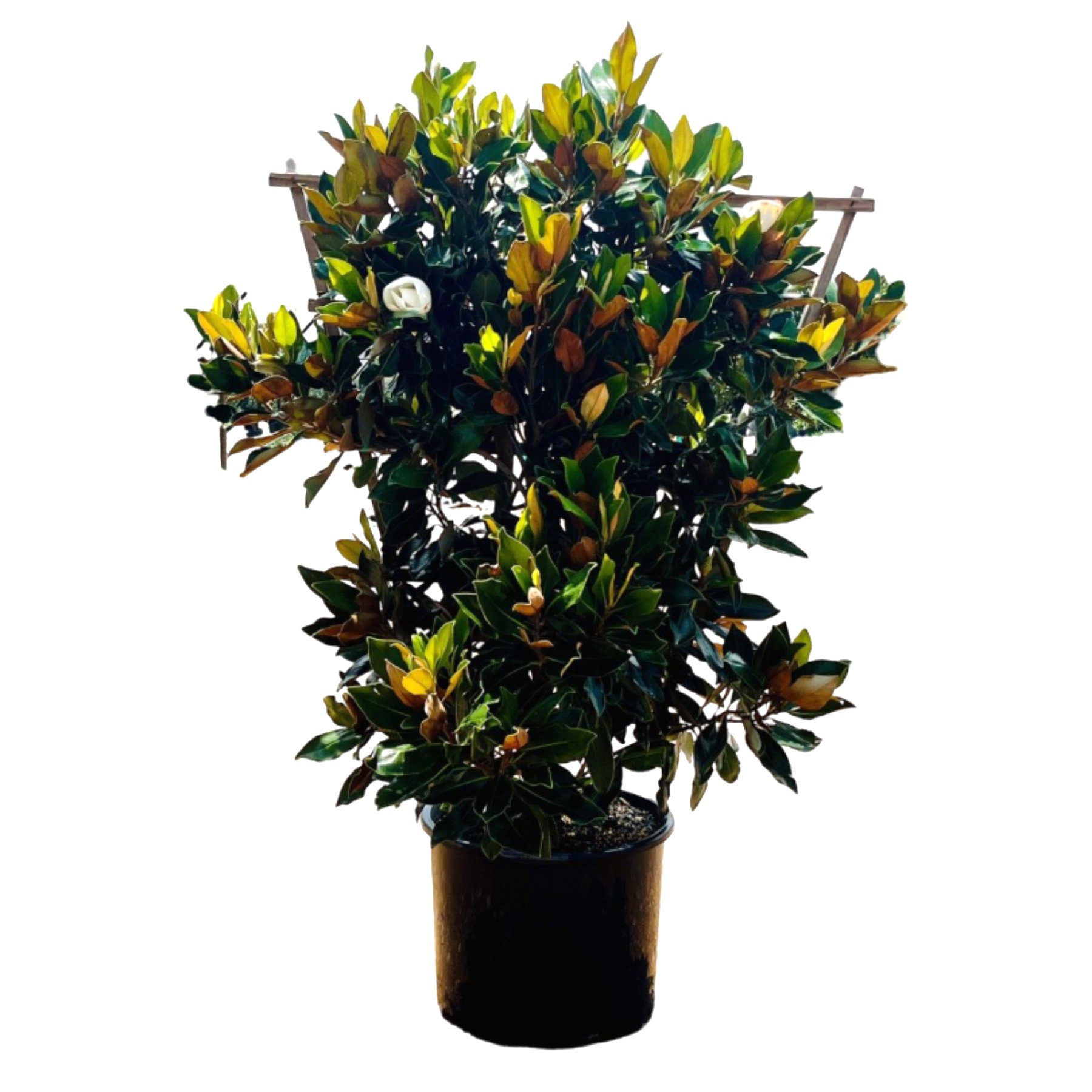 Magnolia Little Gem Espalier - Shop Potted plants at H-E-B