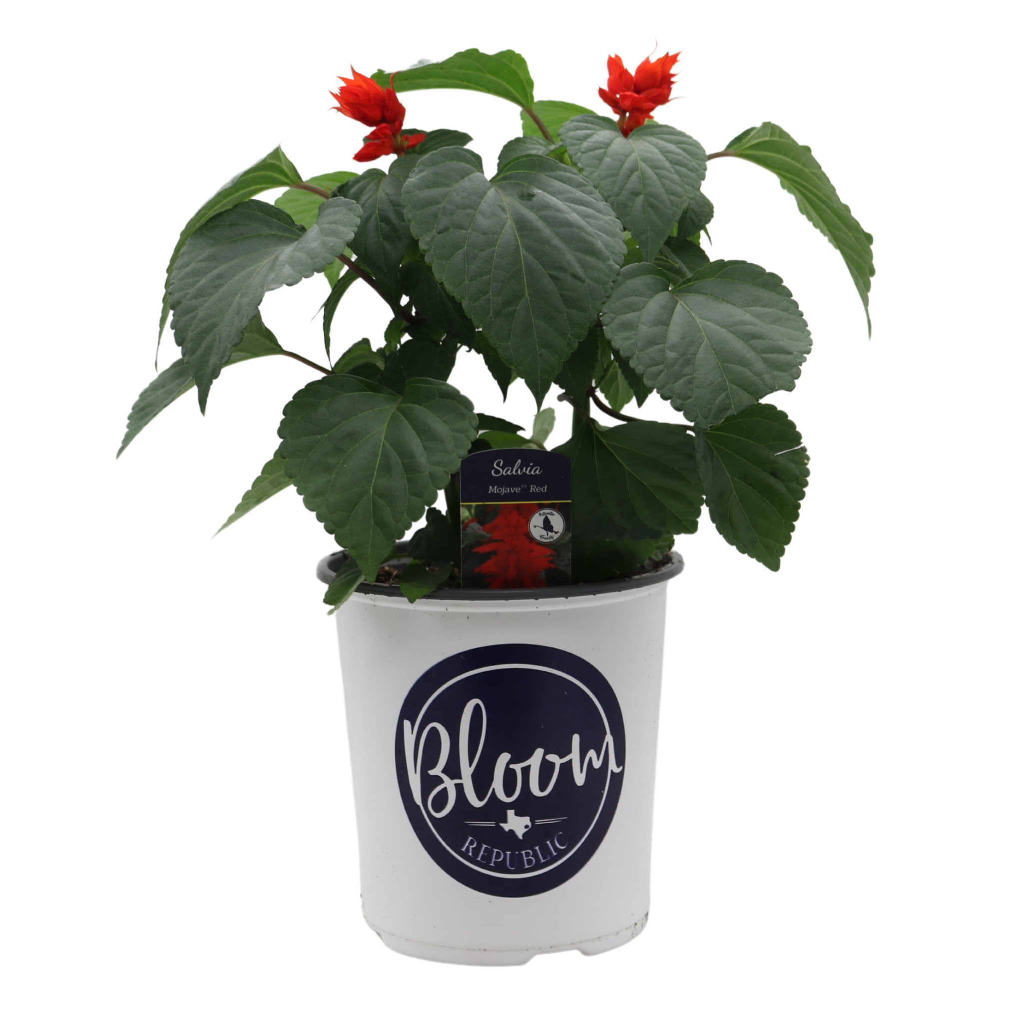 Spring Creek Growers Bloom Republic Mojave Red Salvia - Shop Potted ...