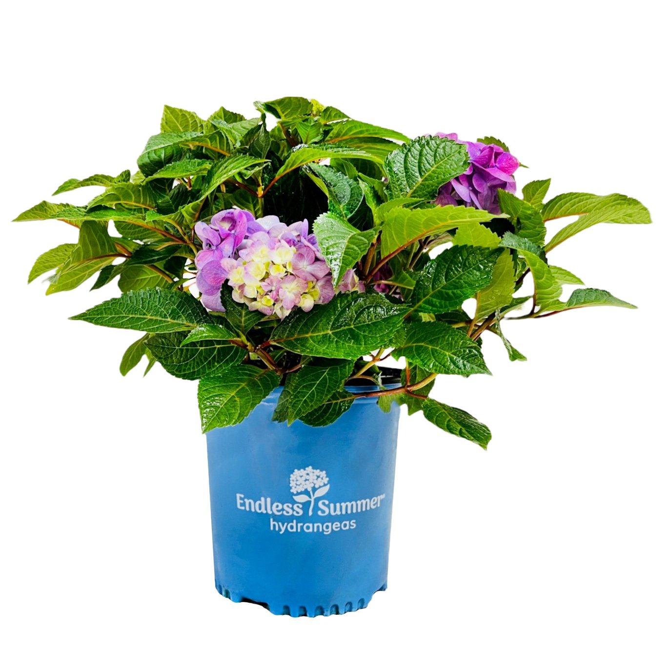 Greenleaf Nursery Endless Summer BloomStruck Hydrangea - Shop Potted ...