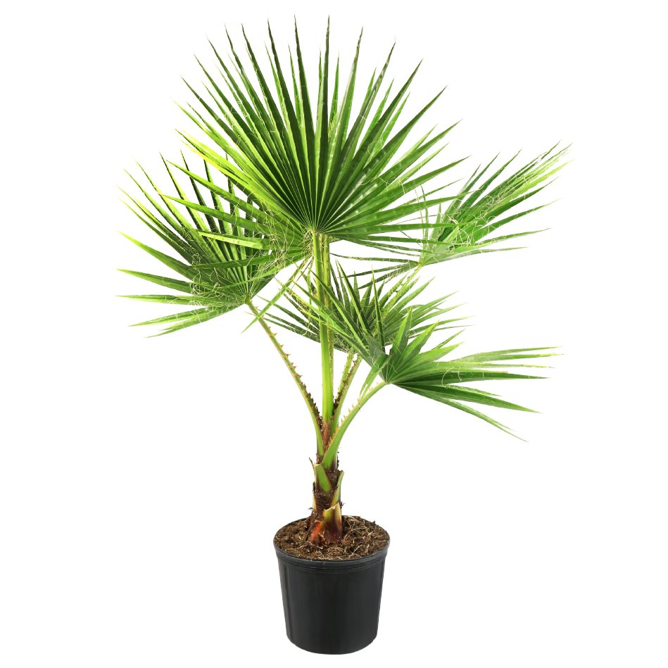 Vera's Nursery Washingtonia Palm - Shop Potted plants at H-E-B